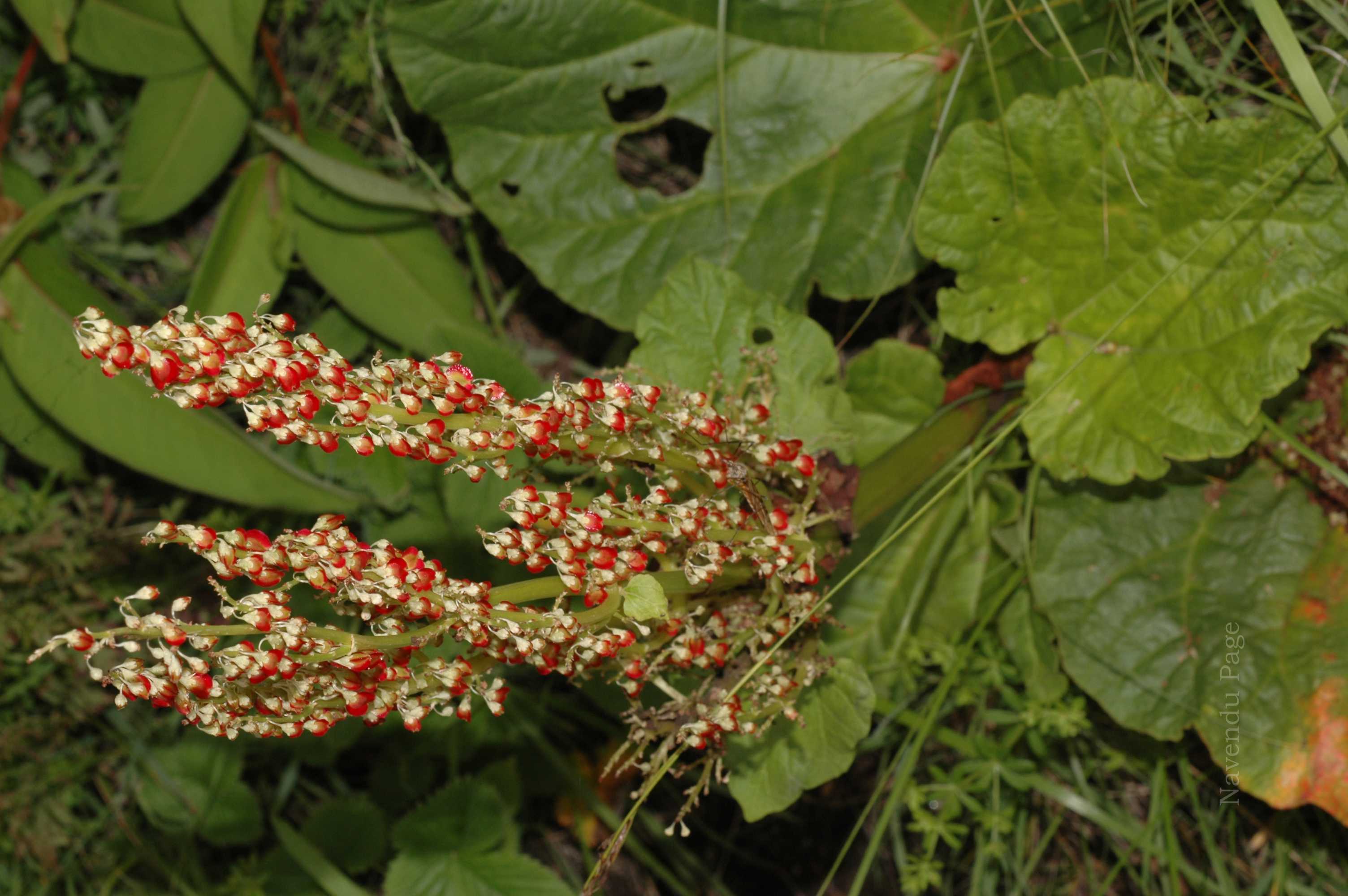 India Flora Online