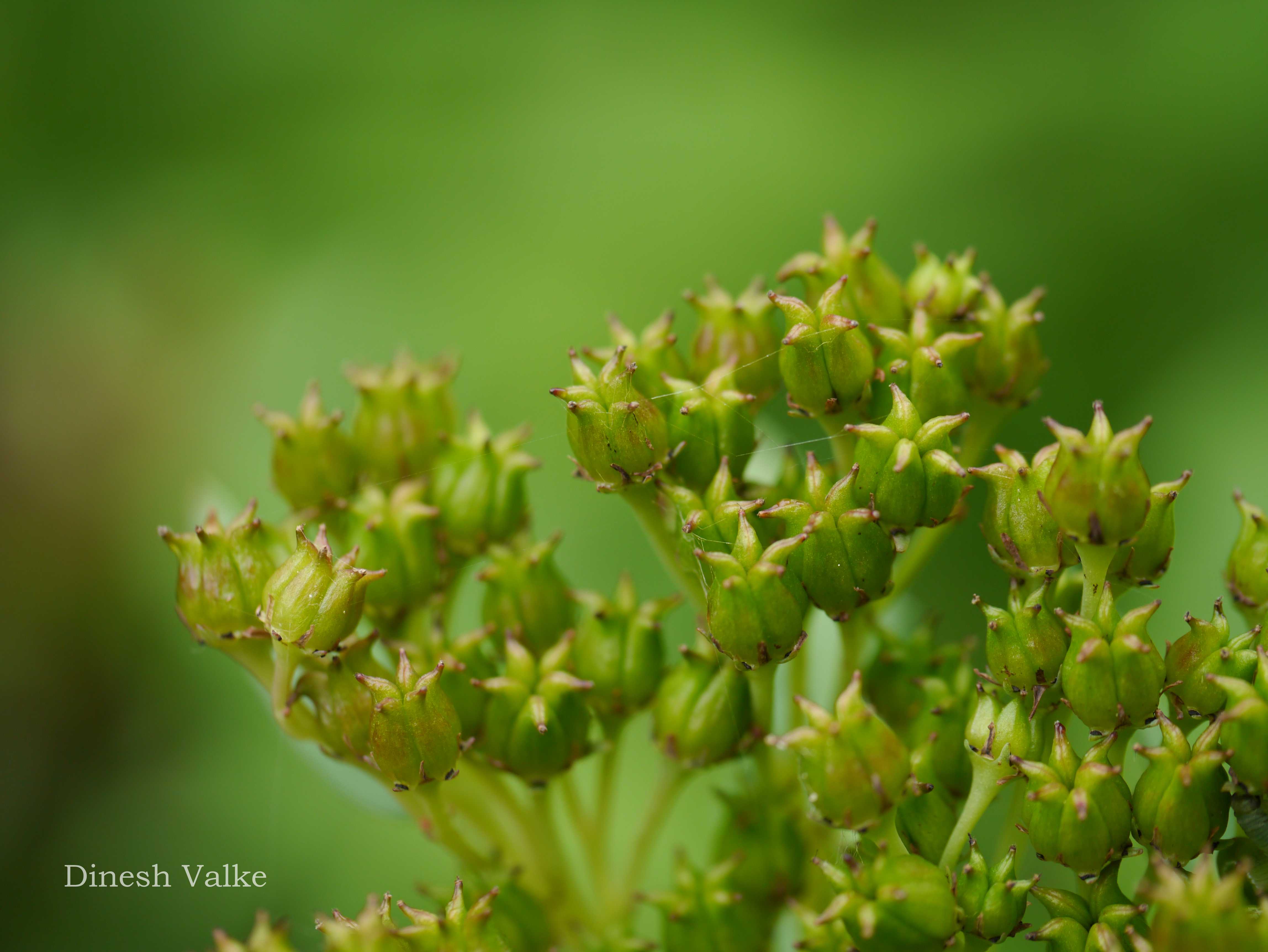 India Flora Online