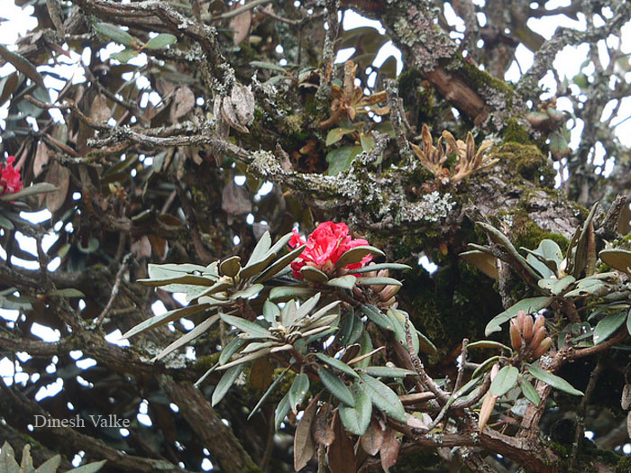 India Flora Online
