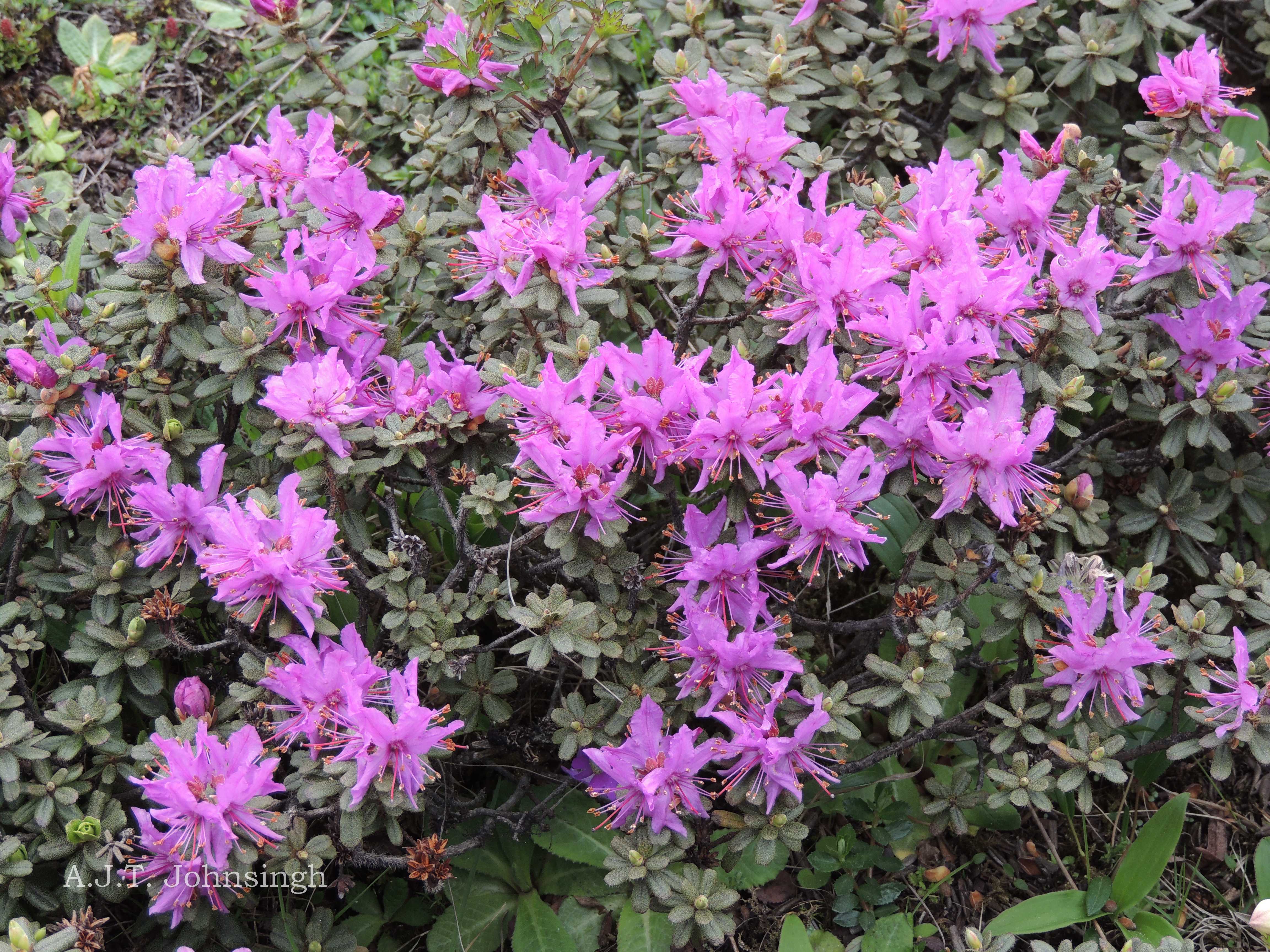 India Flora Online