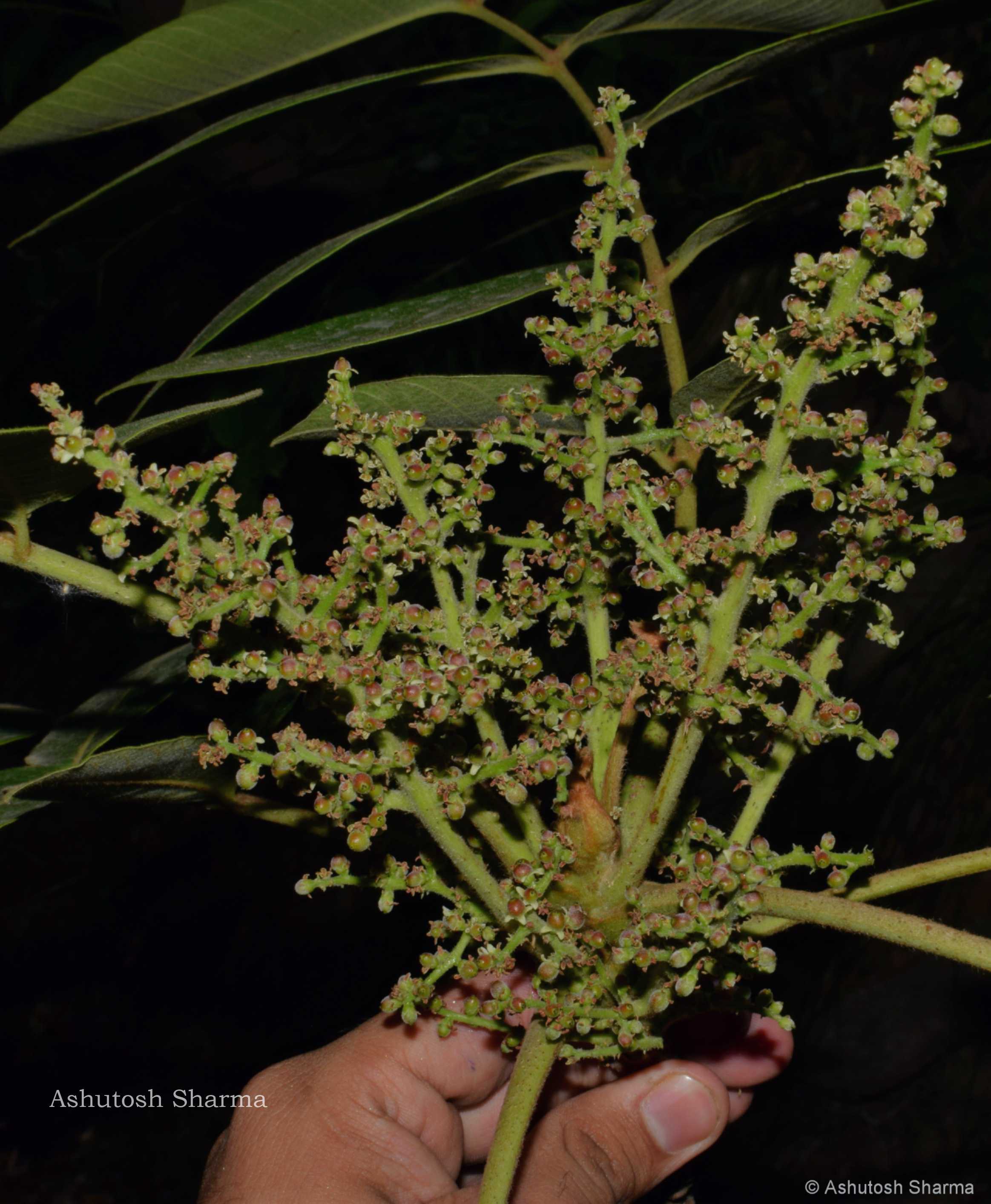 India Flora Online