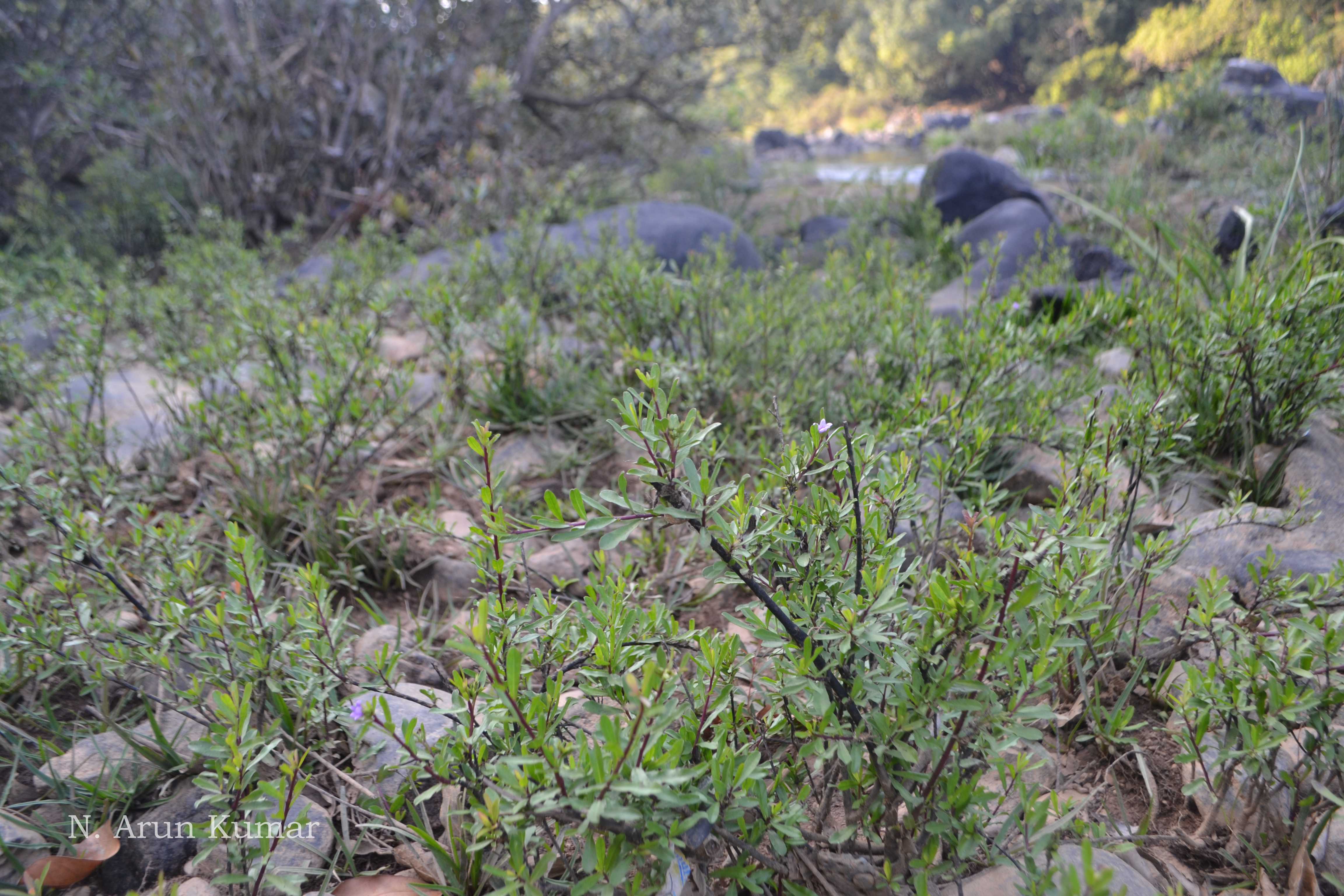India Flora Online