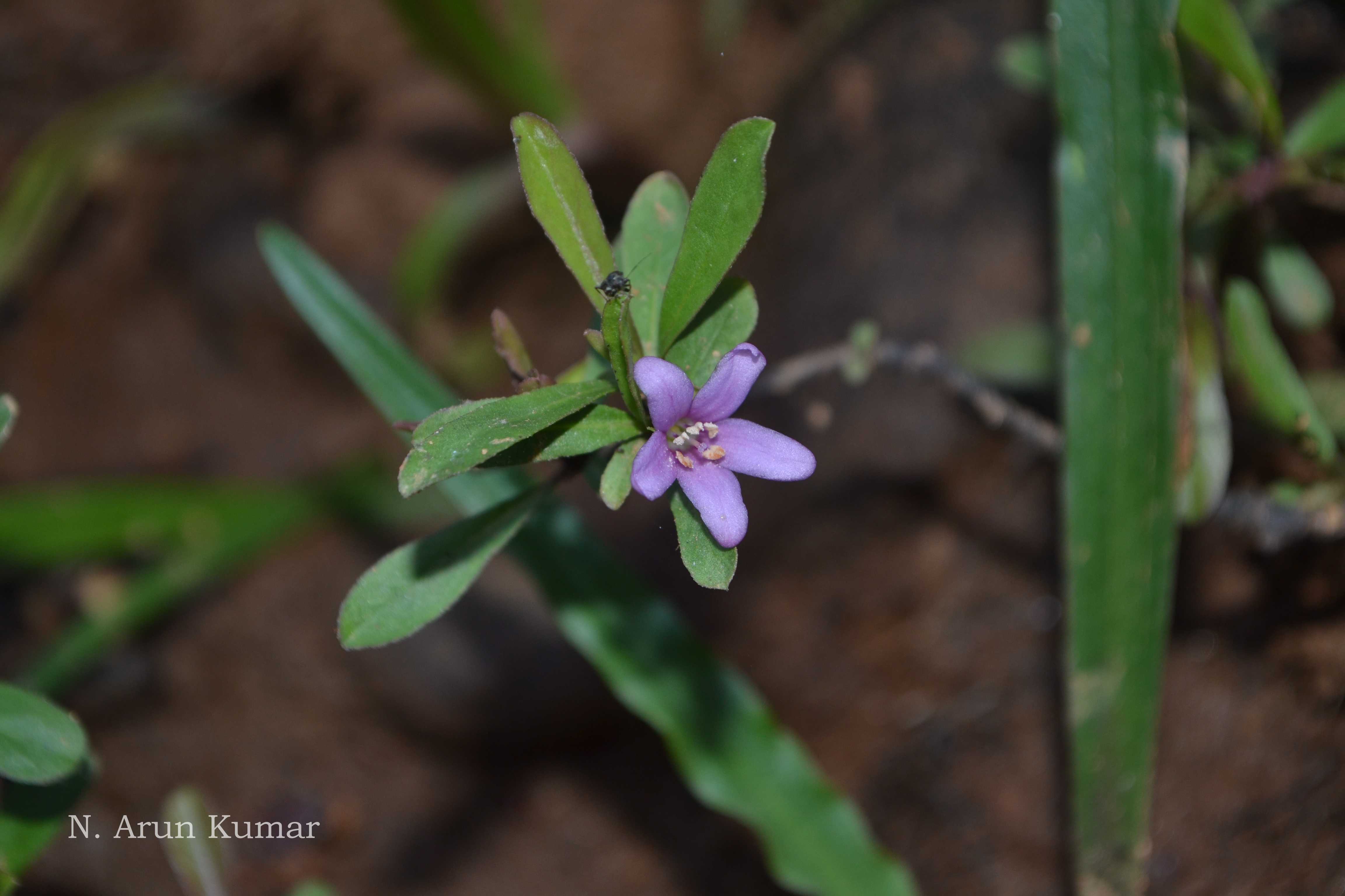 India Flora Online