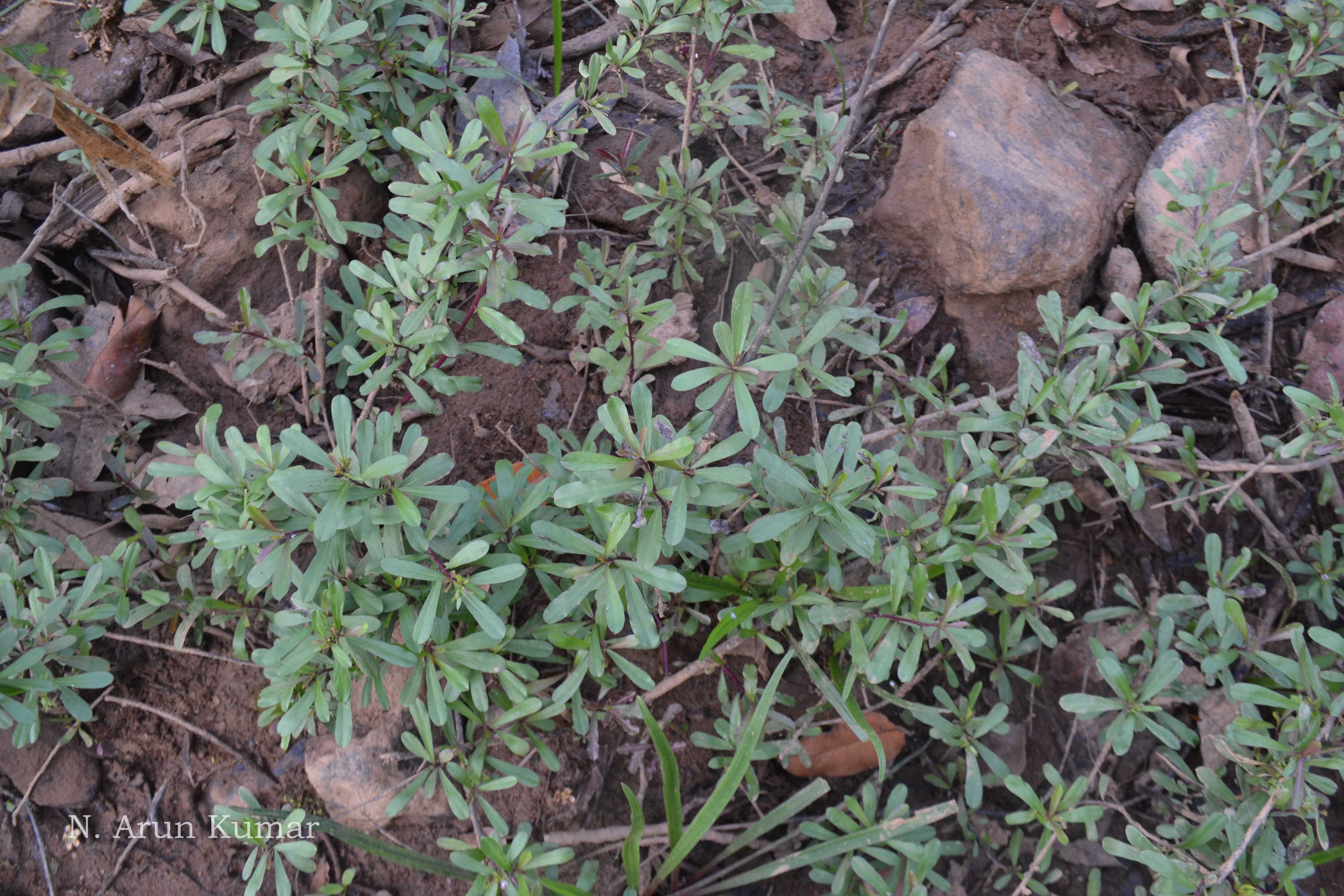 India Flora Online
