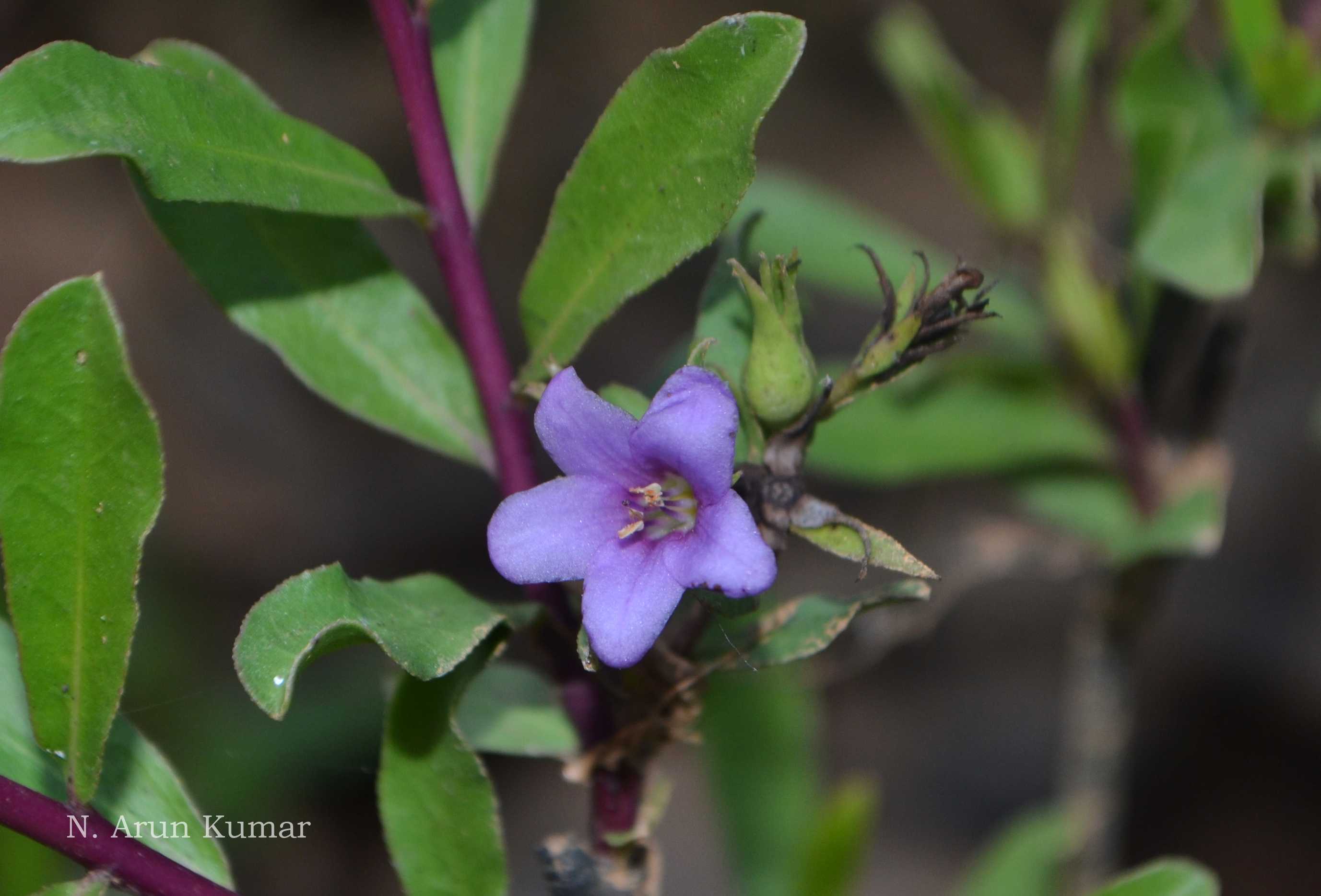 India Flora Online