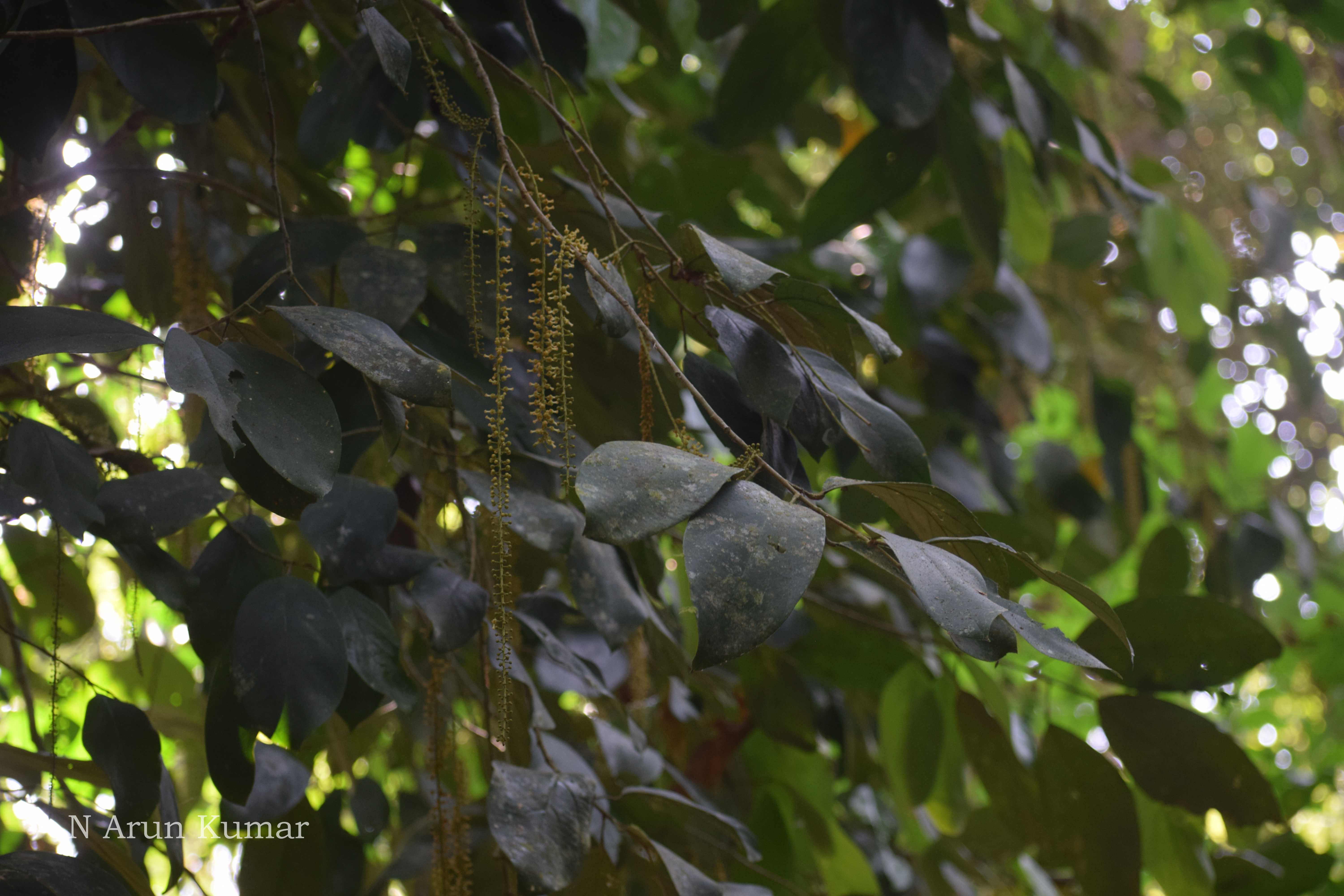 India Flora Online