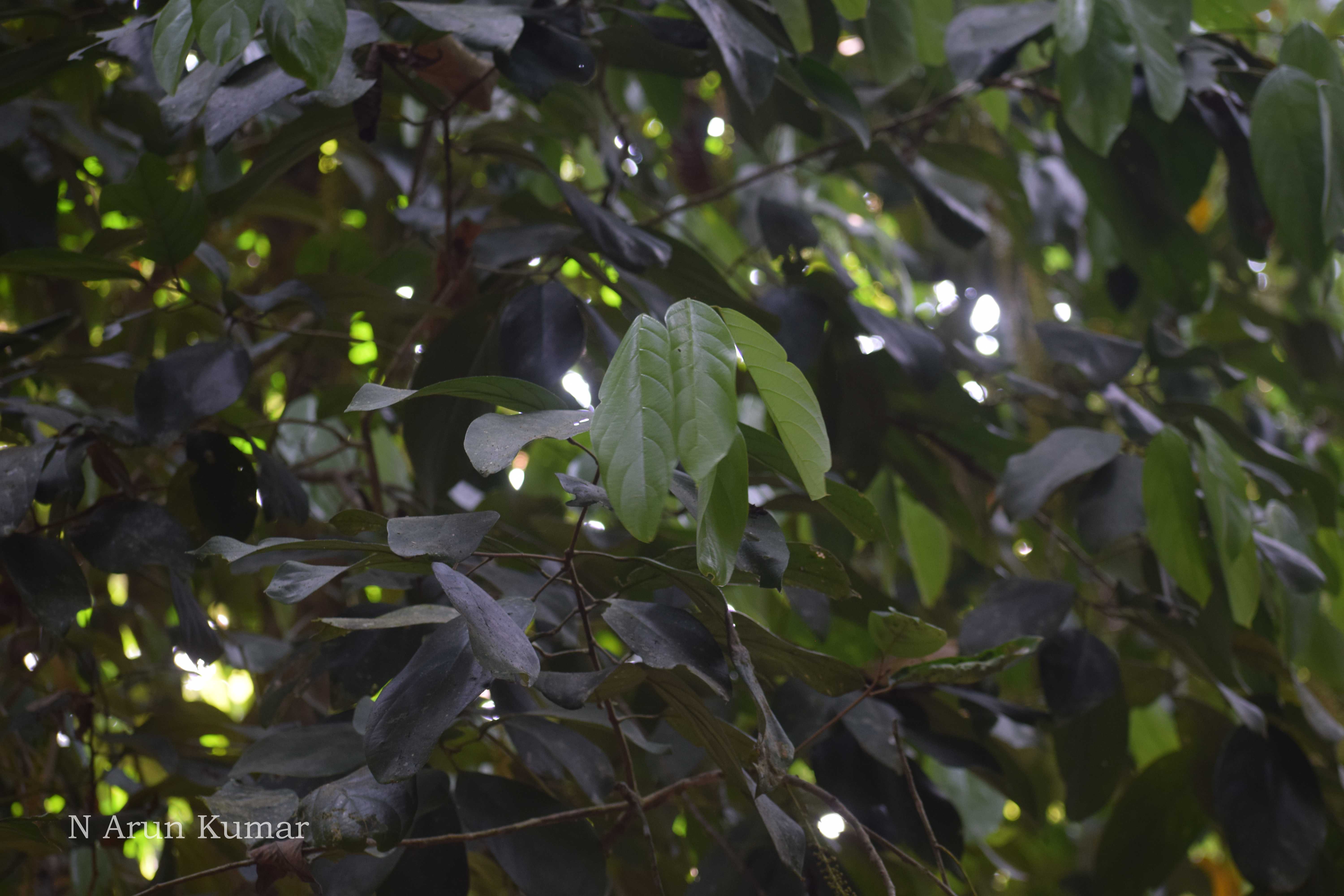 India Flora Online