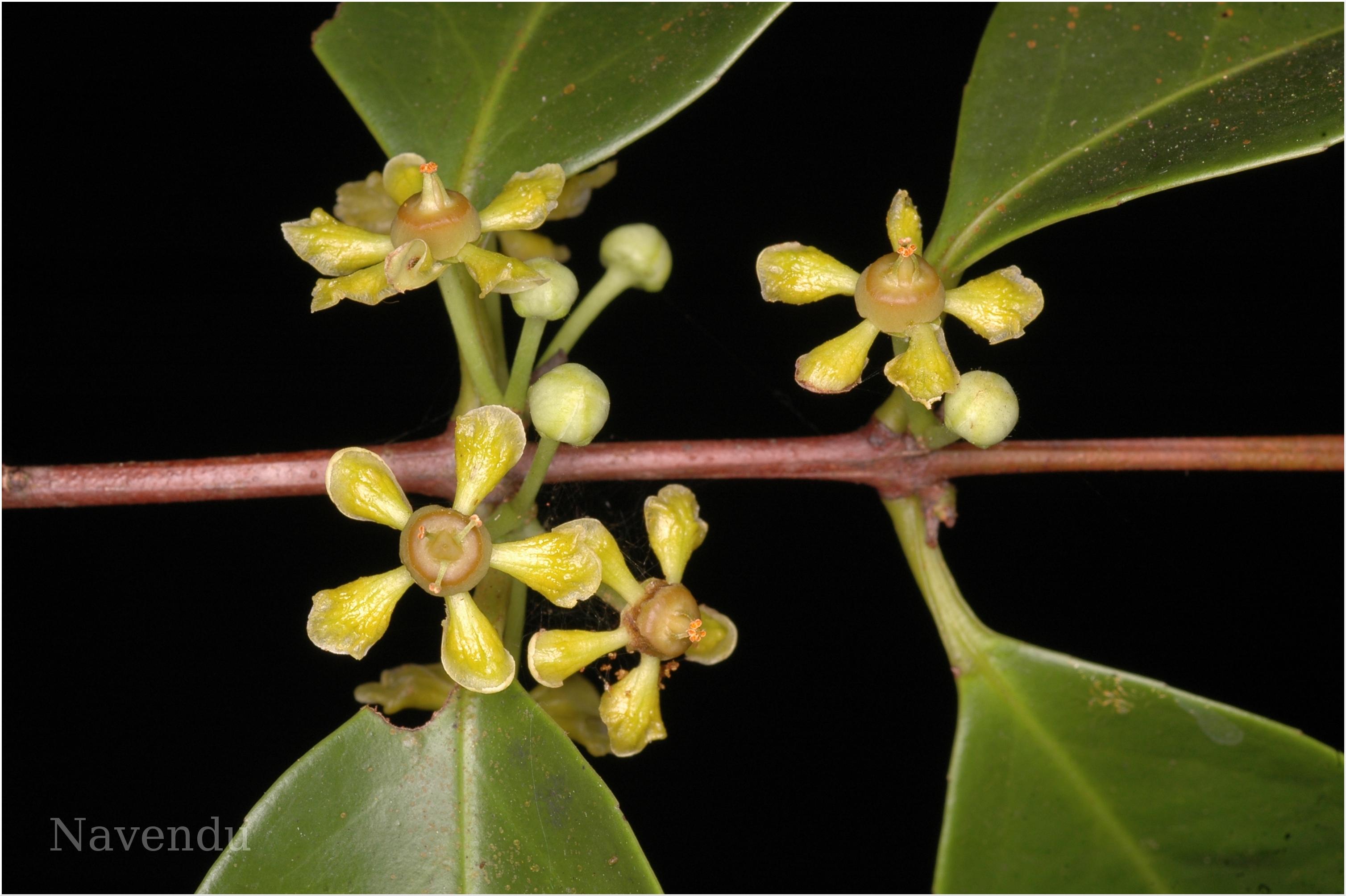 India Flora Online