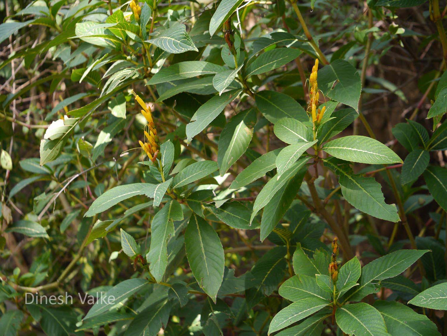 India Flora Online