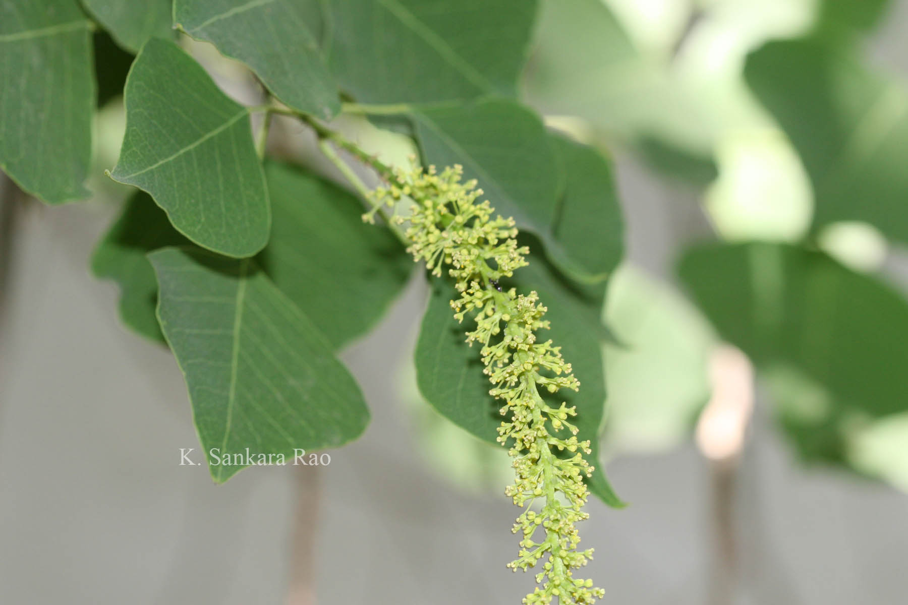 India Flora Online