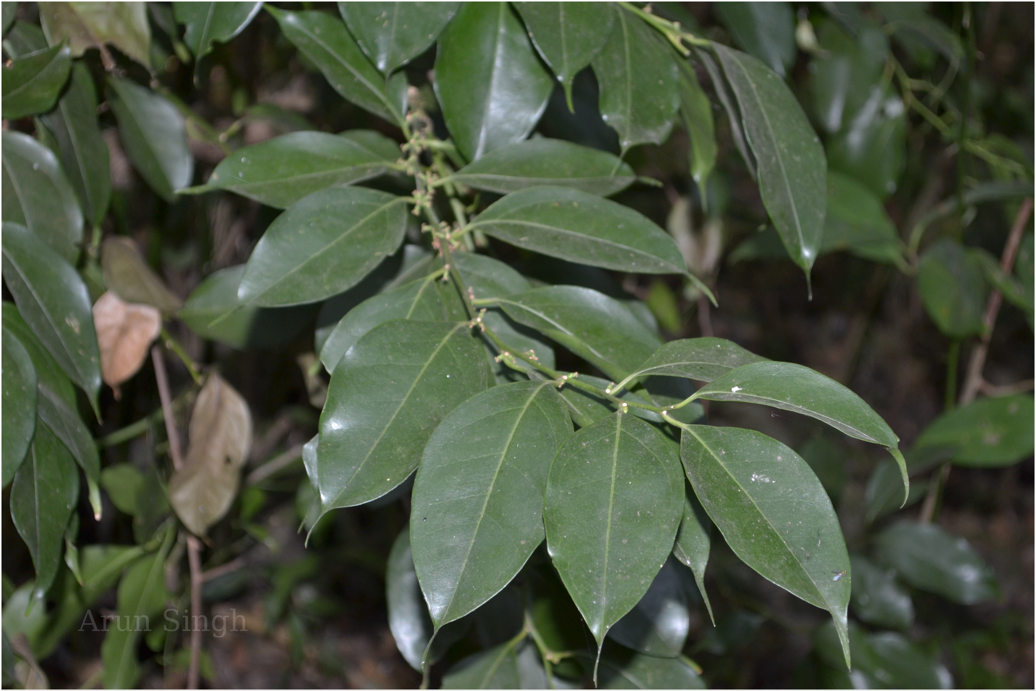 India Flora Online