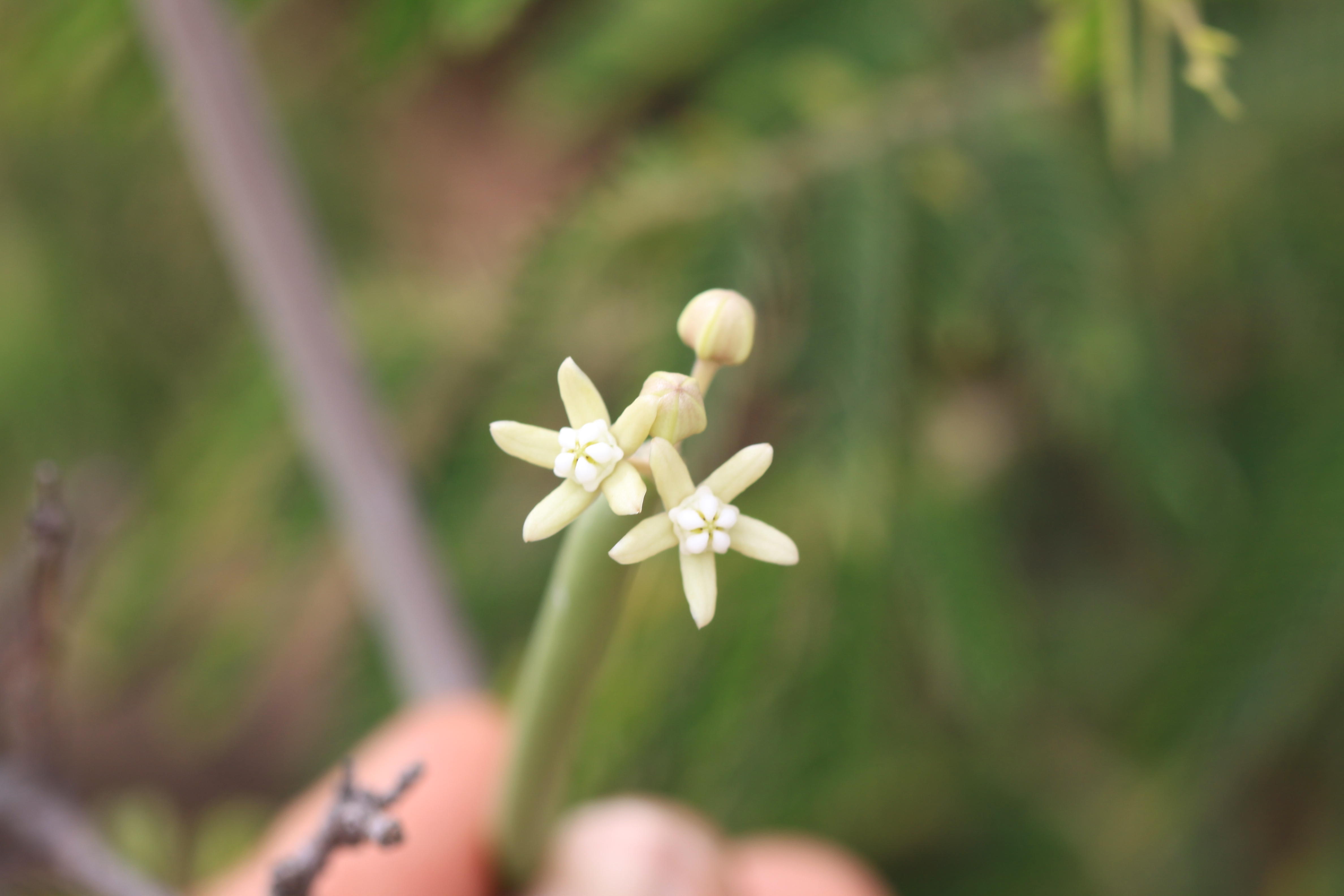 India Flora Online
