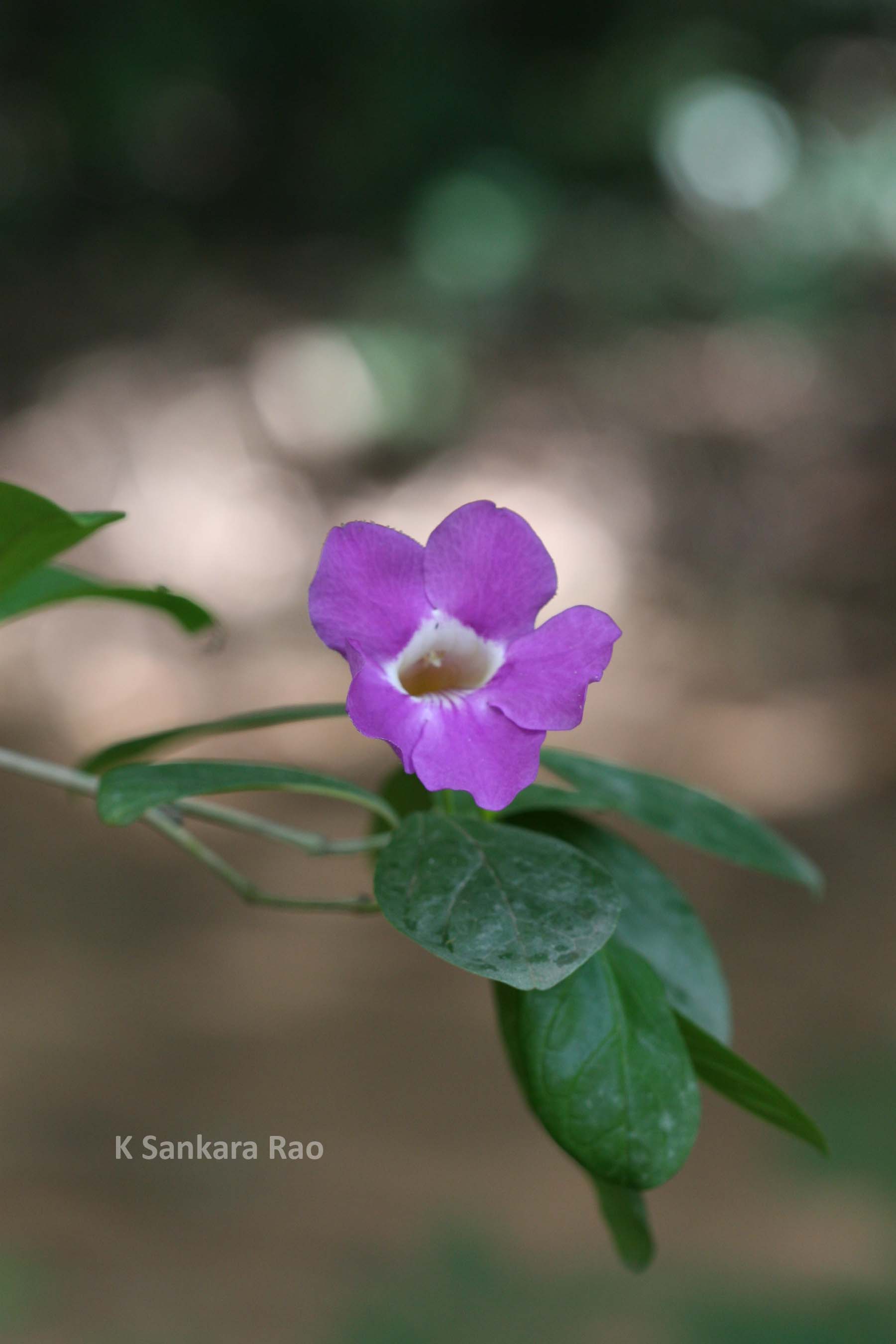 India Flora Online