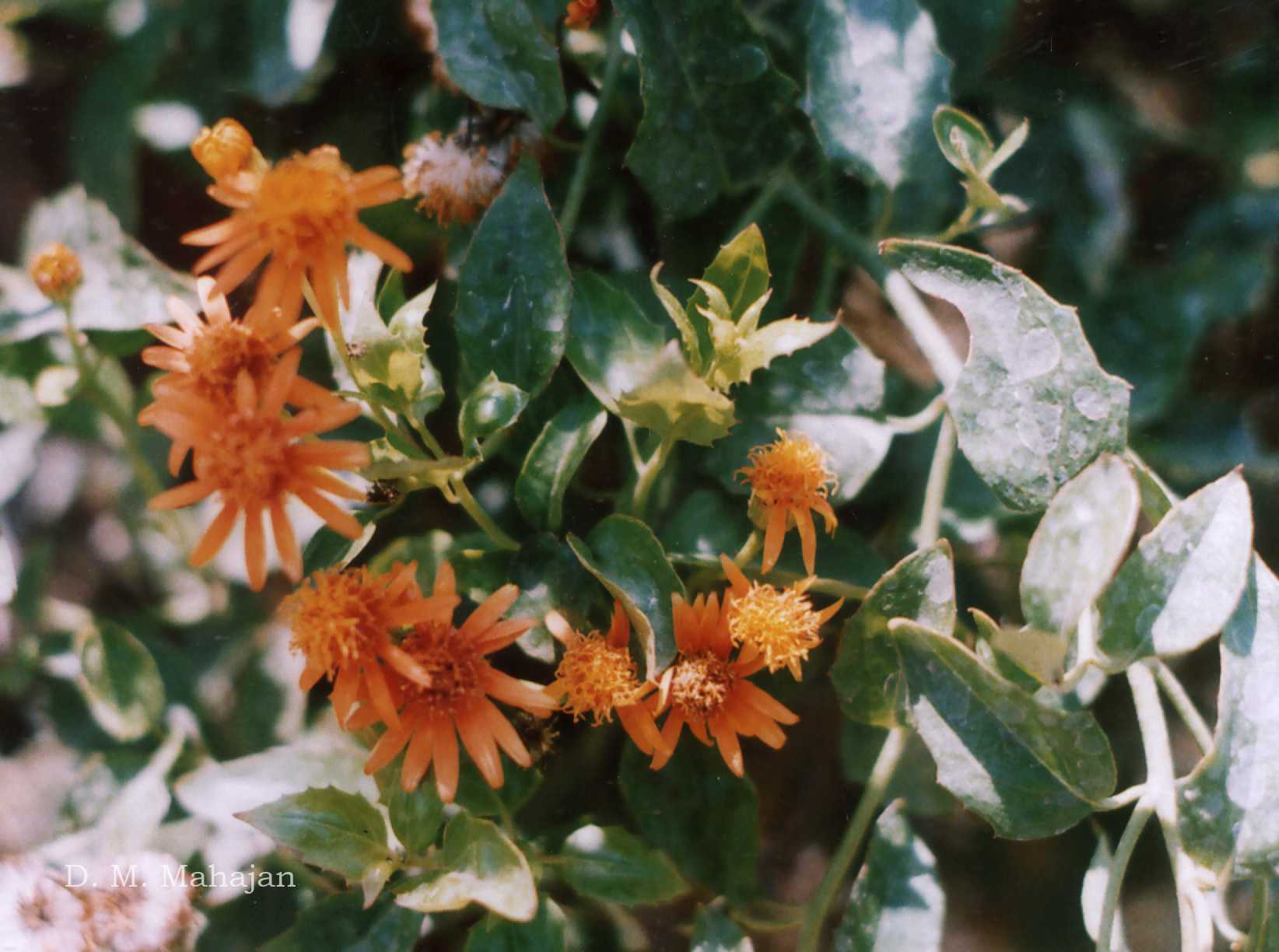 India Flora Online