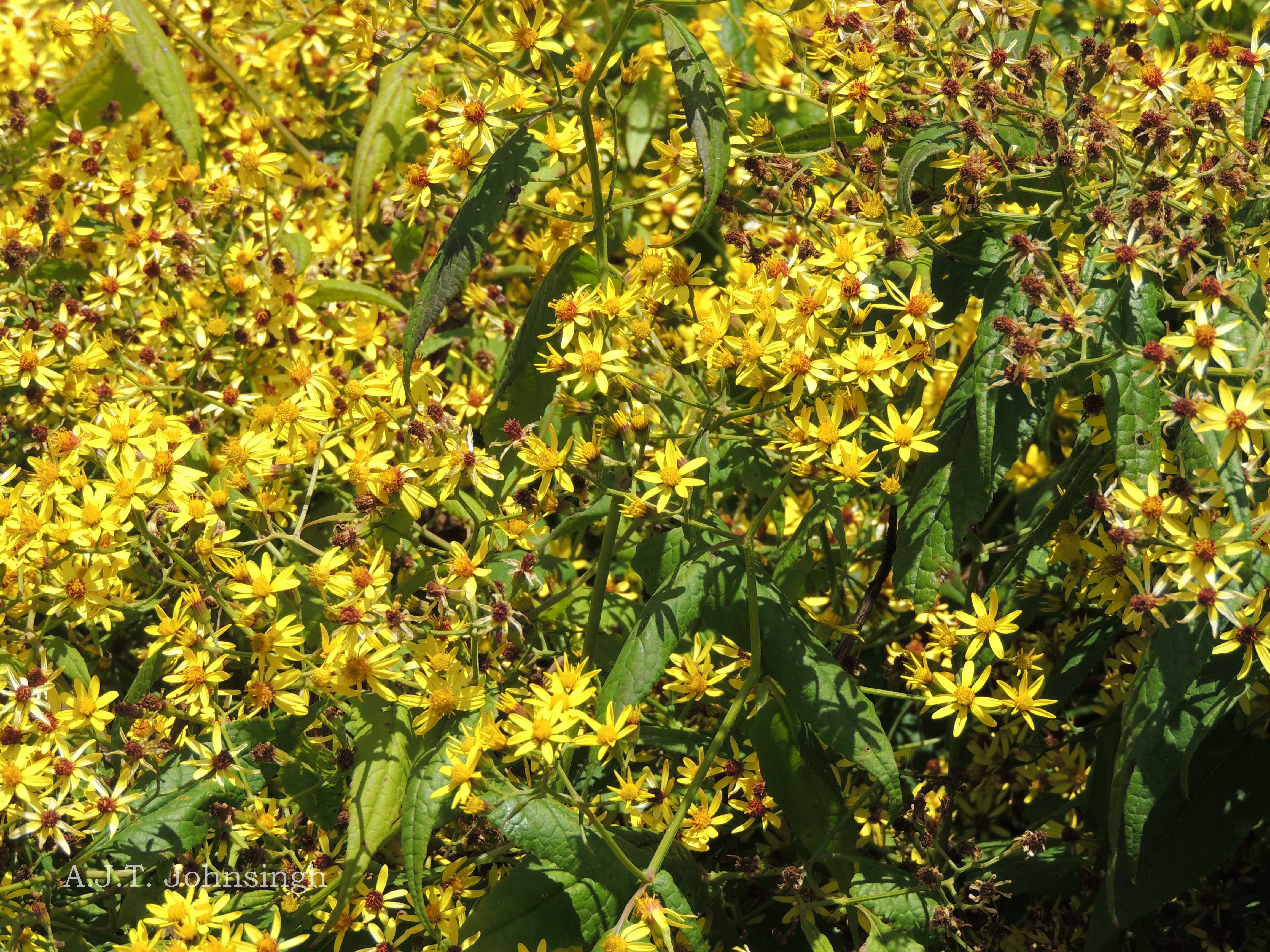 India Flora Online