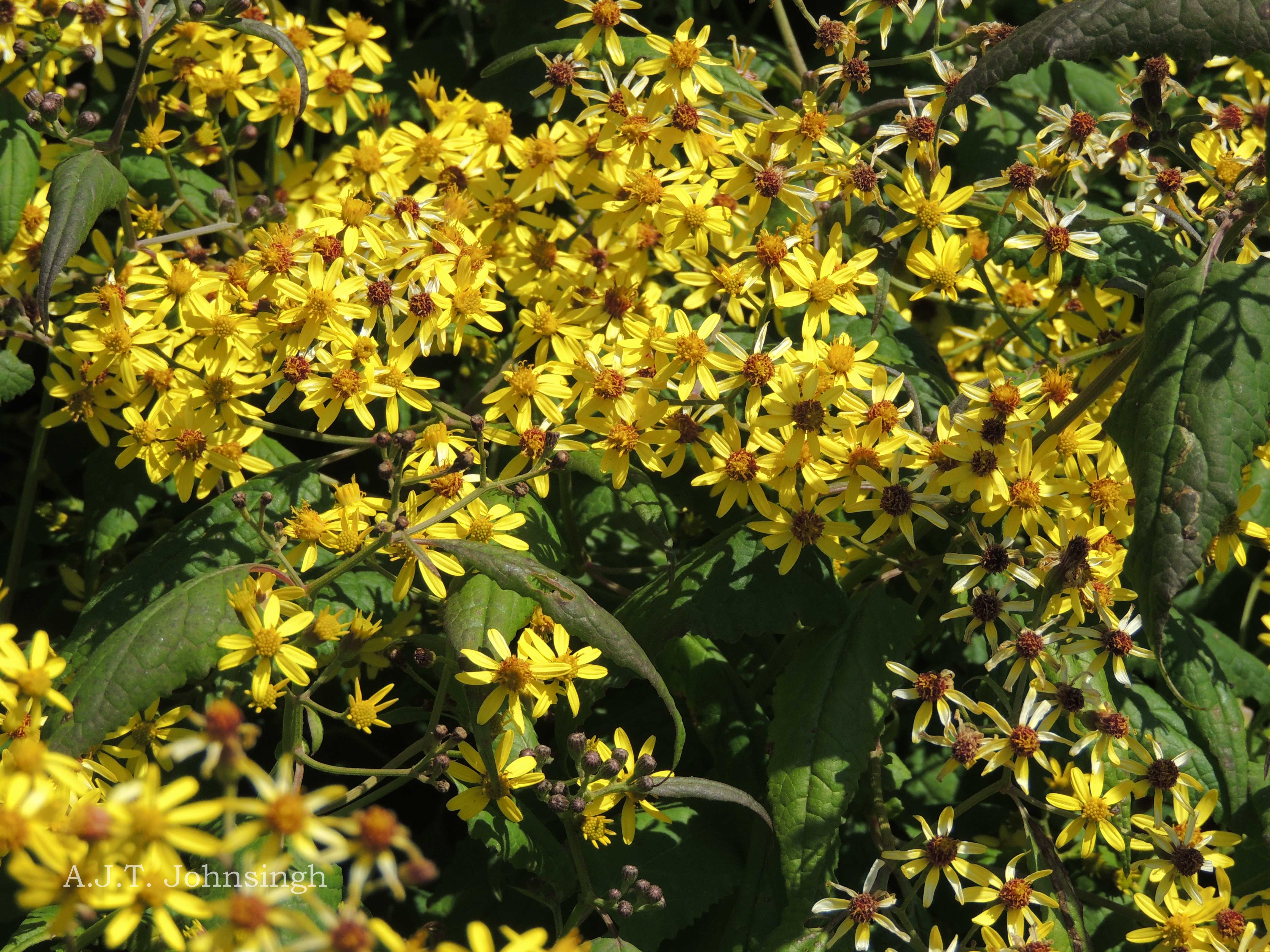 India Flora Online