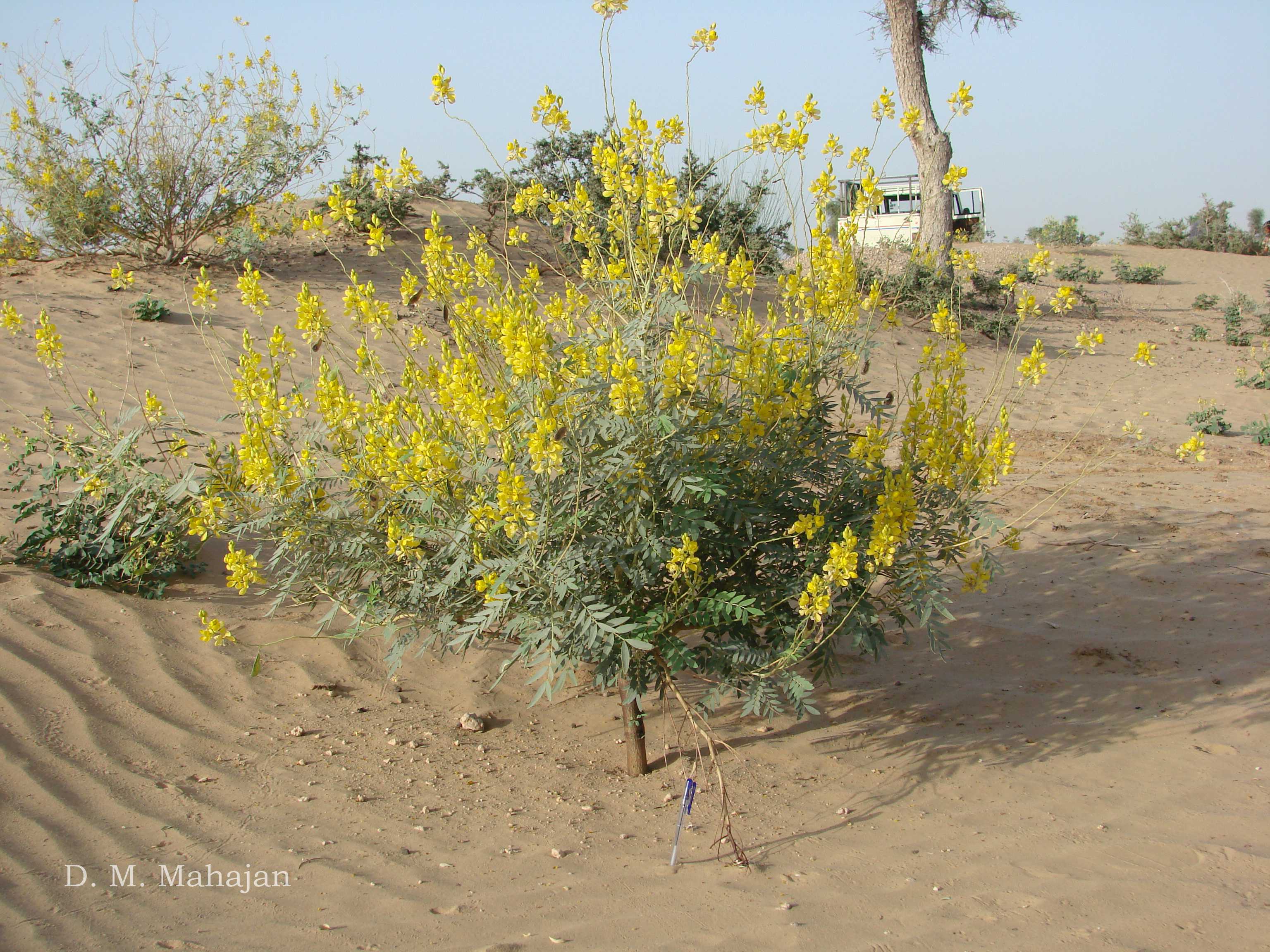 India Flora Online