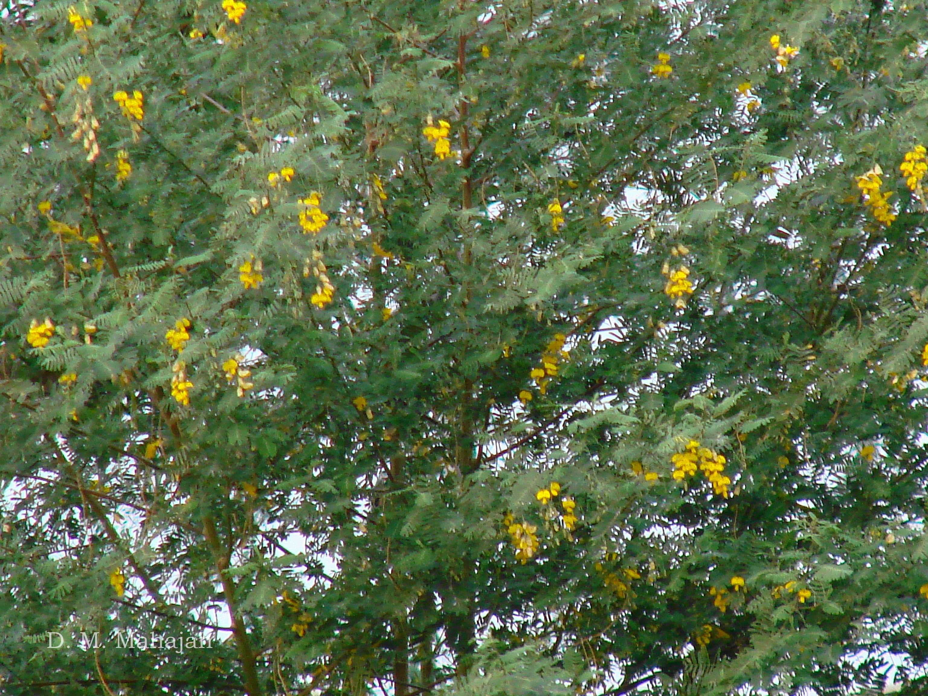 India Flora Online