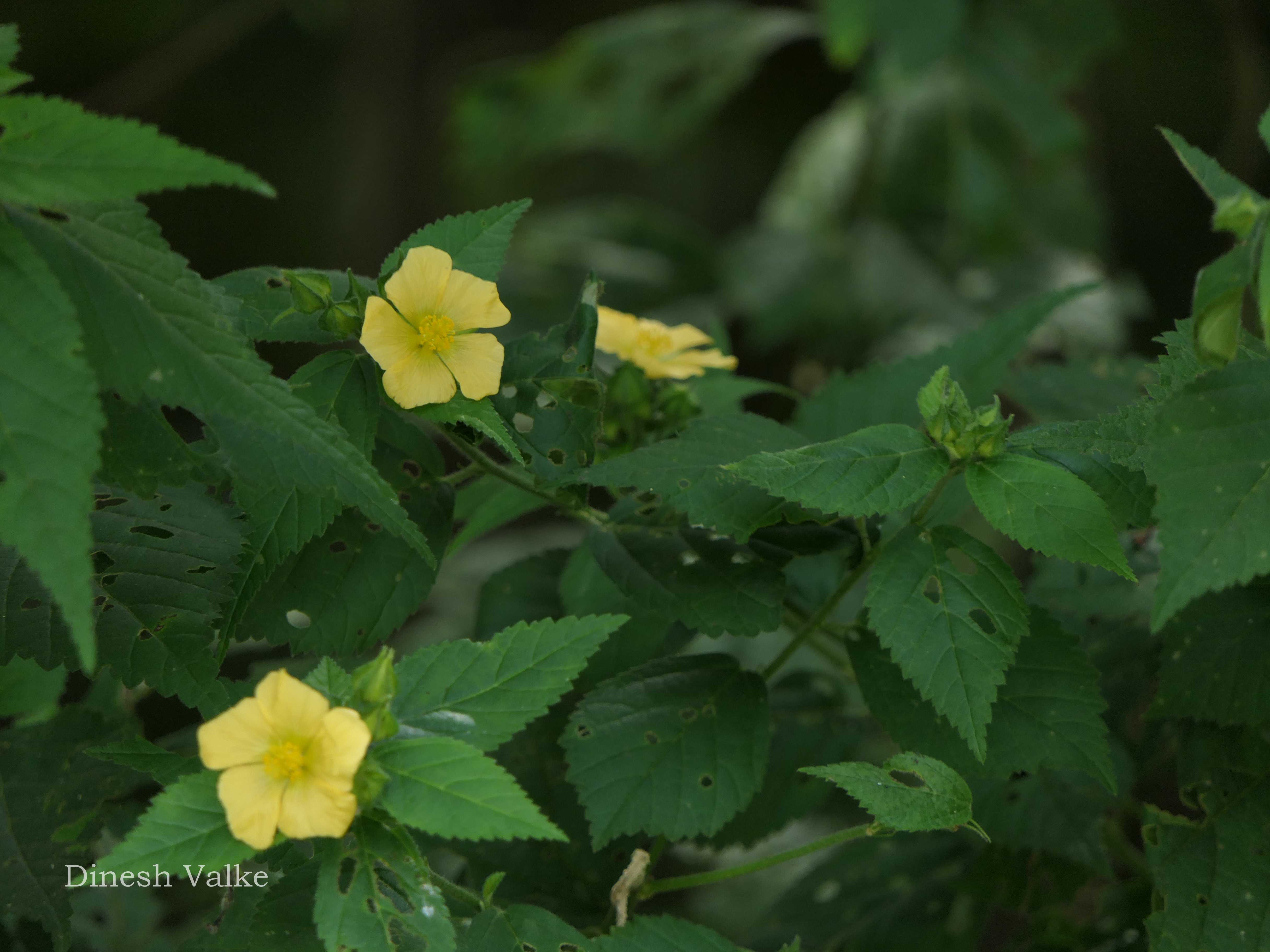 India Flora Online