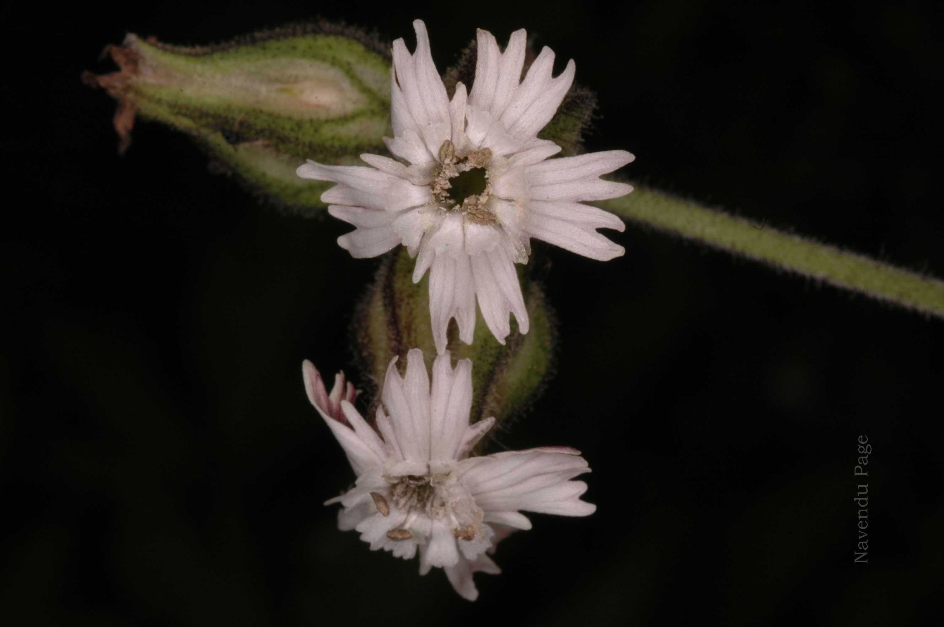 India Flora Online