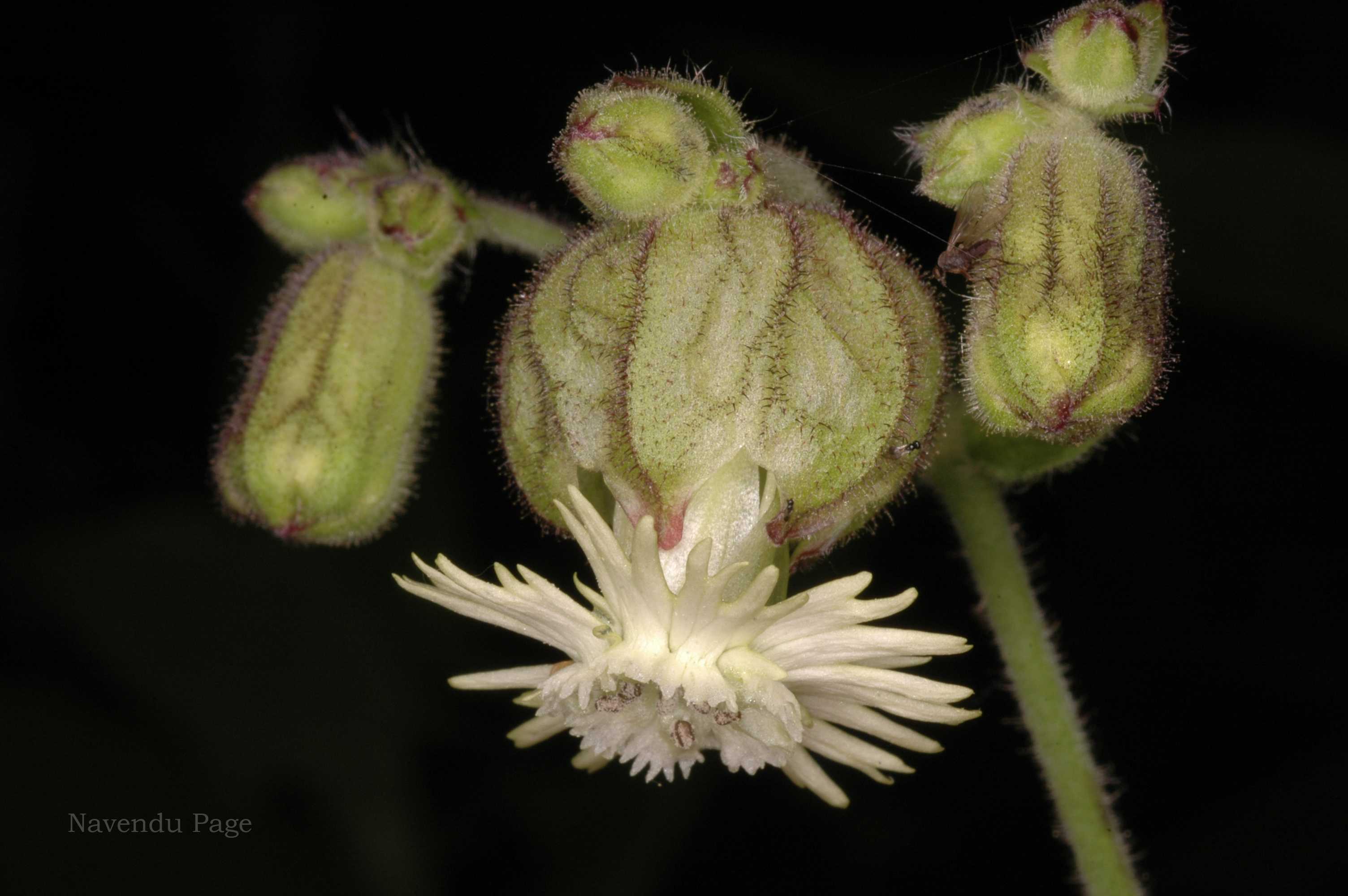 India Flora Online