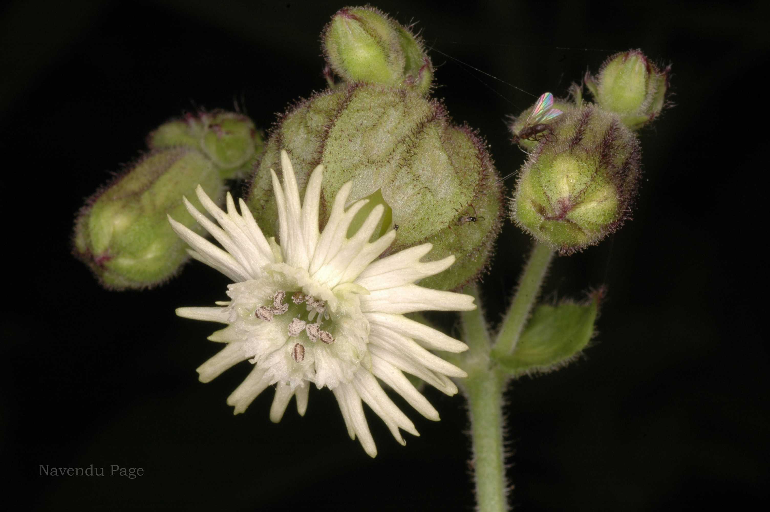 India Flora Online