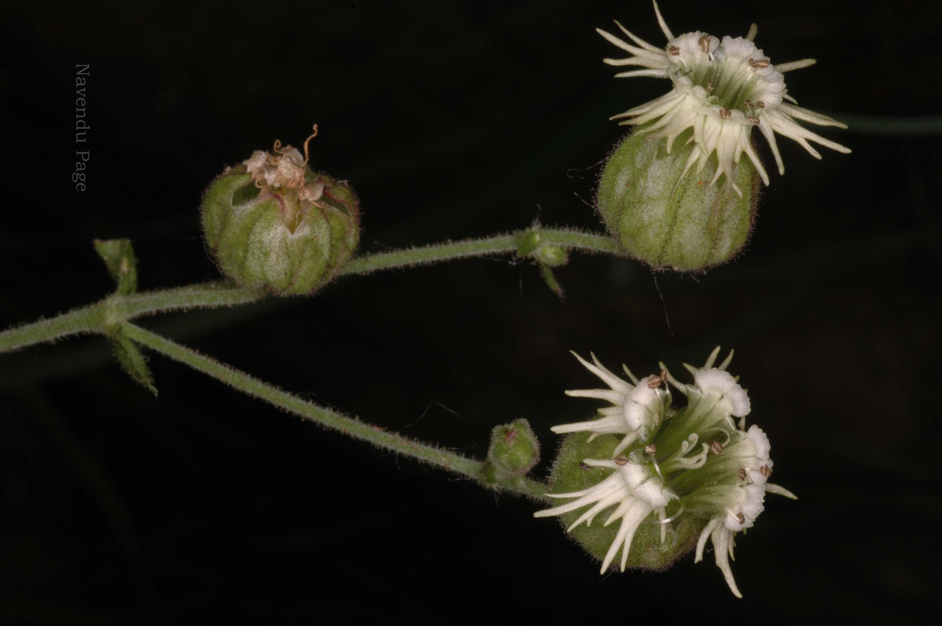 India Flora Online