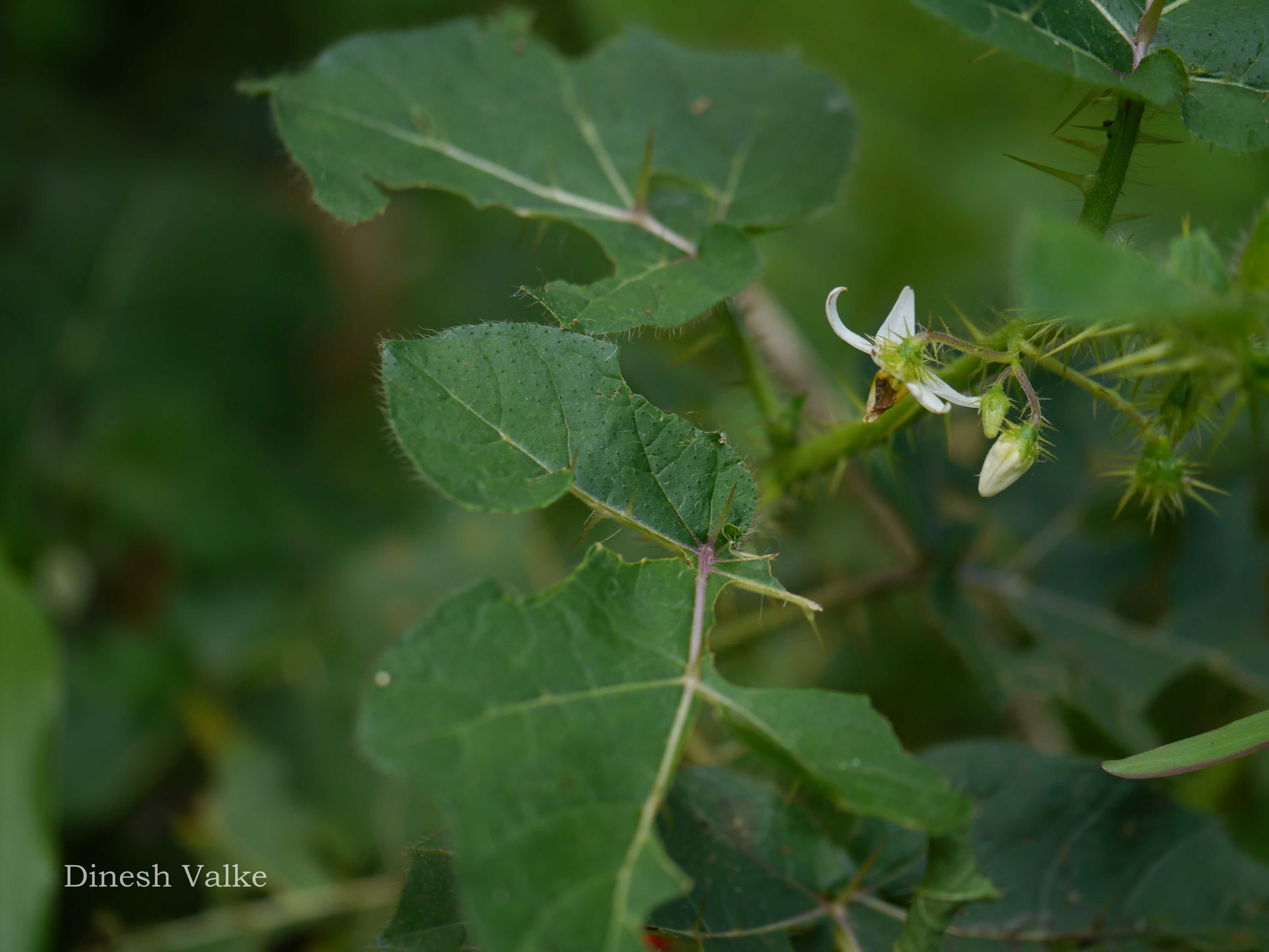 India Flora Online