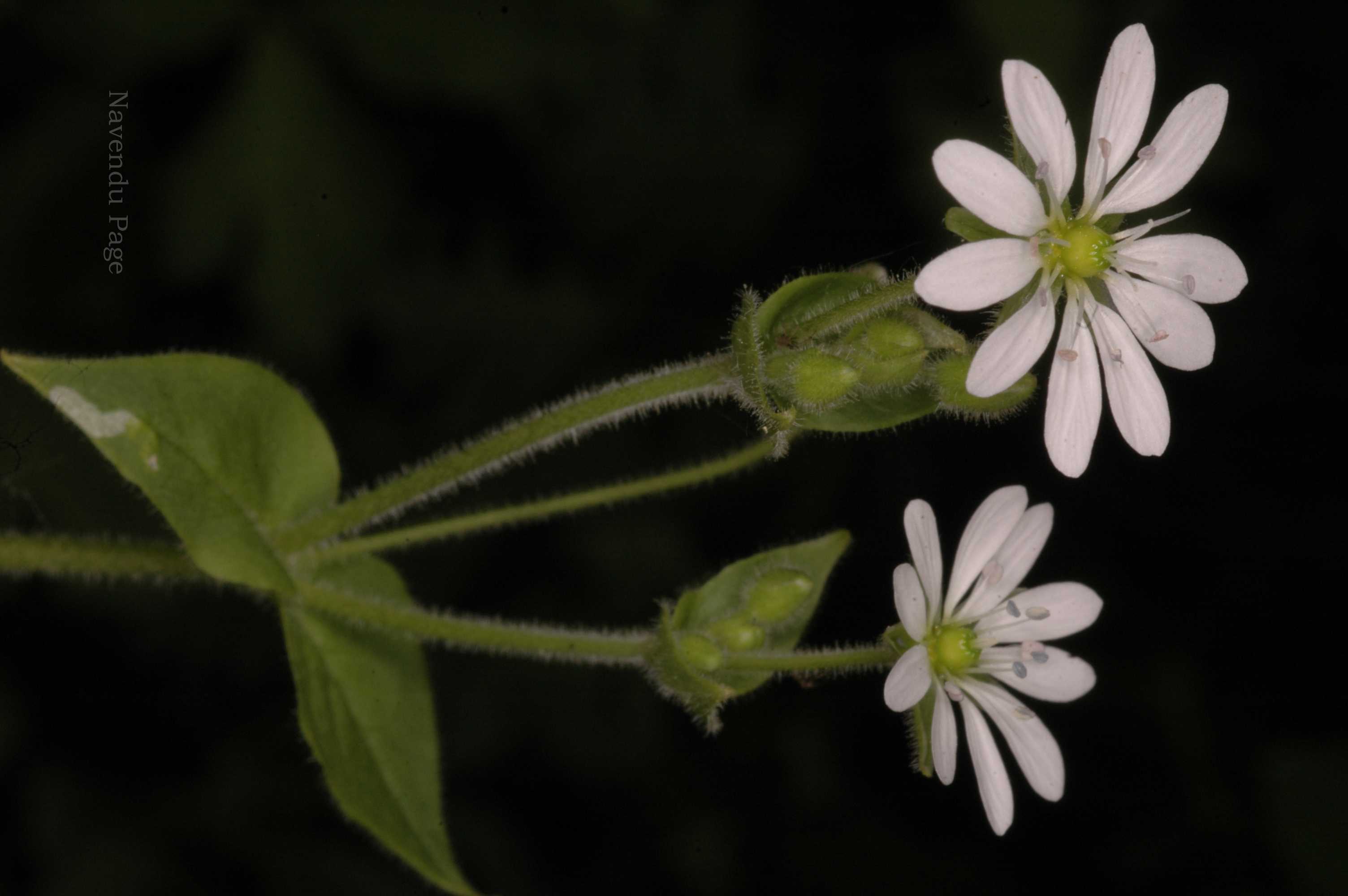 India Flora Online