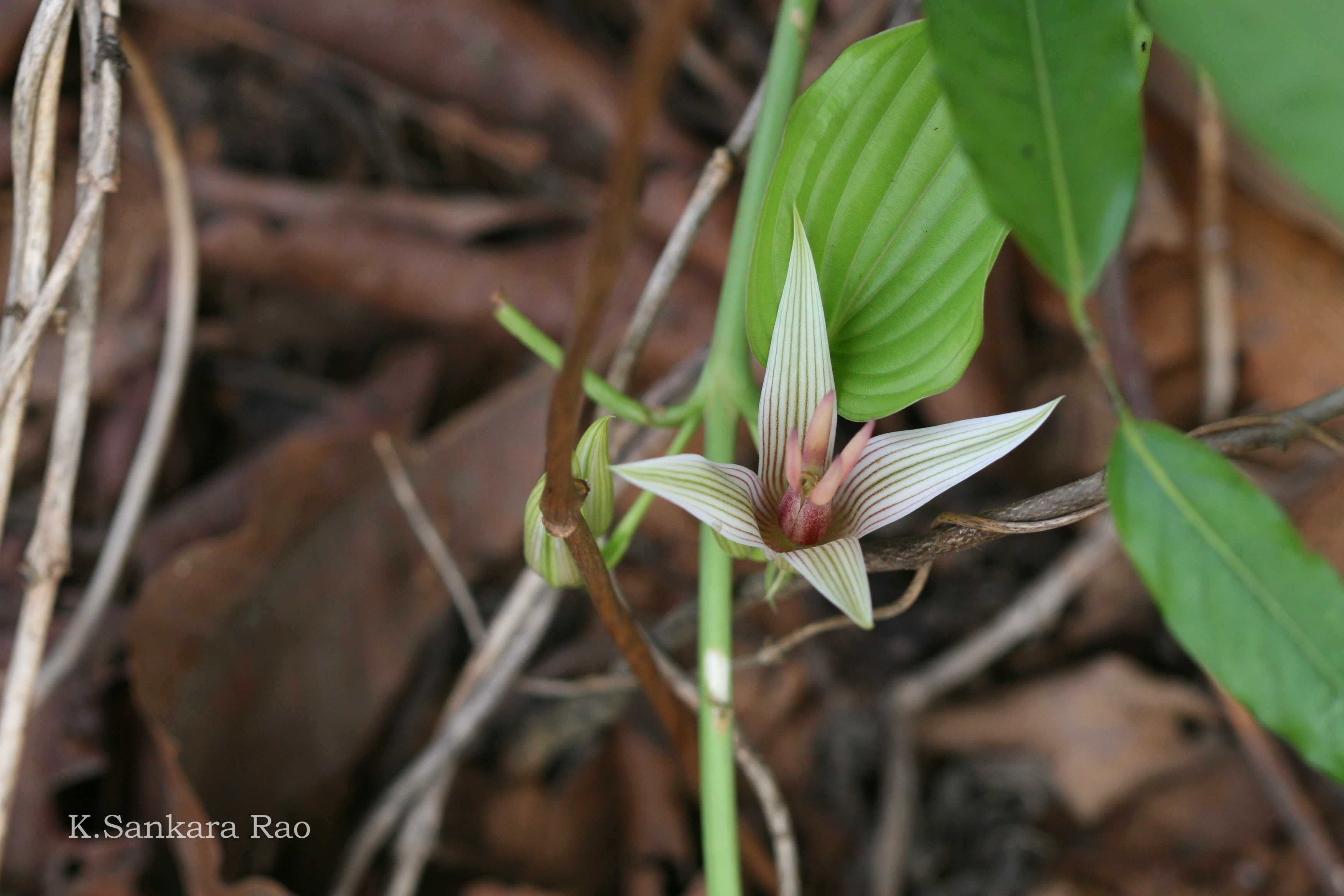 India Flora Online