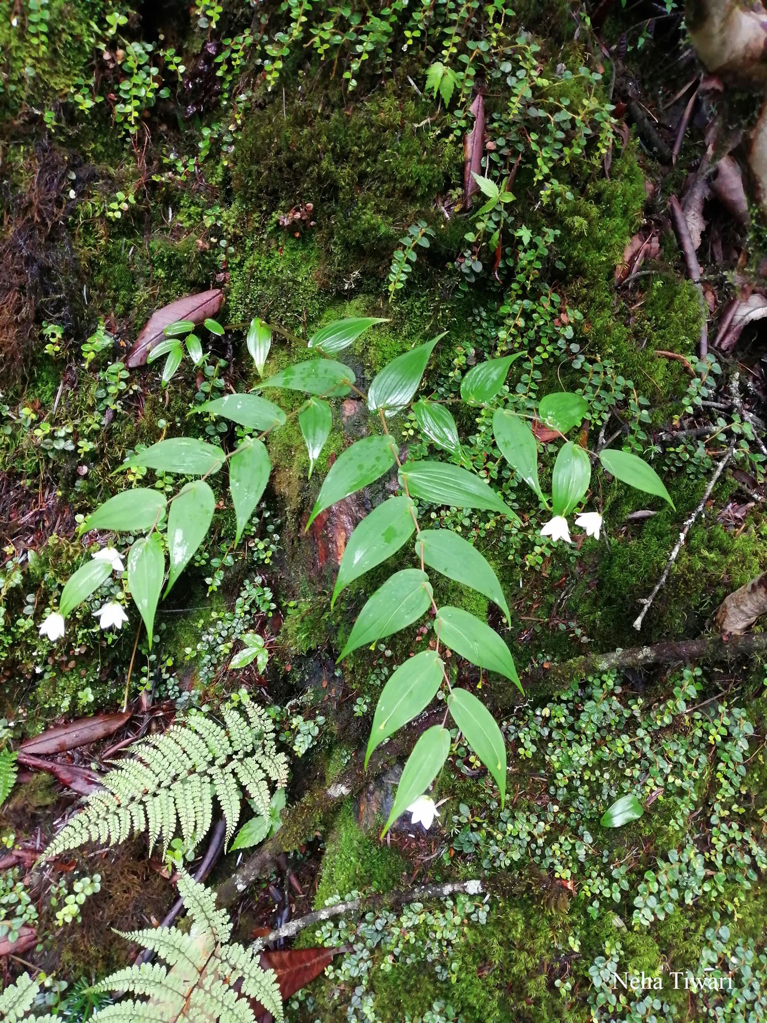 India Flora Online