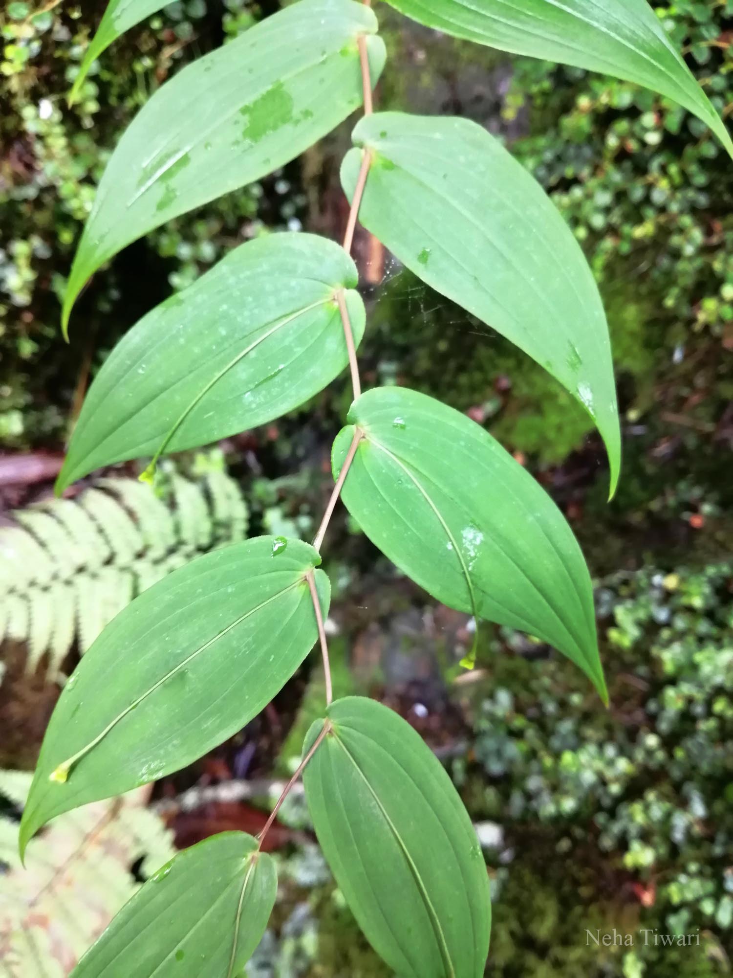 India Flora Online
