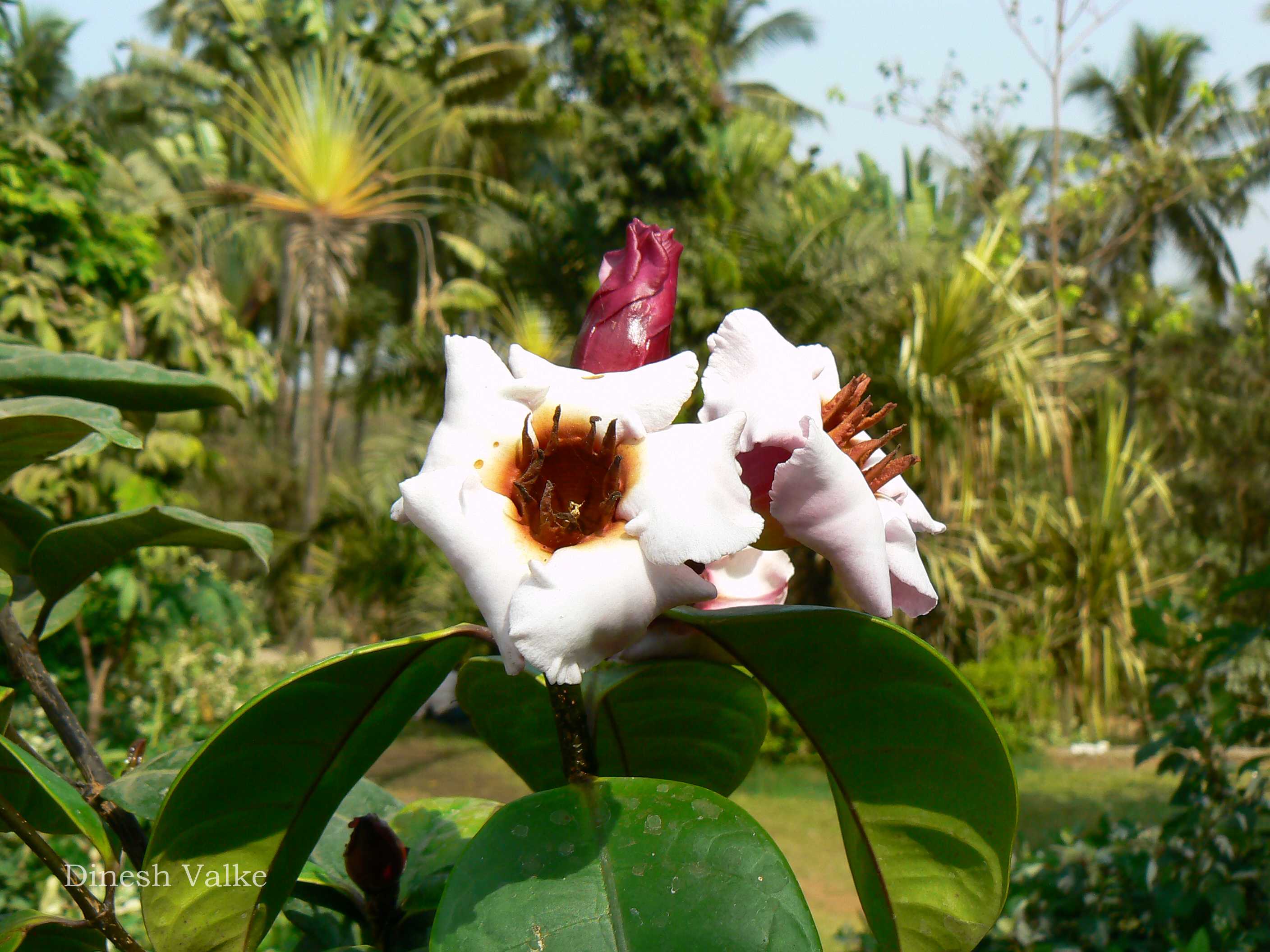 India Flora Online