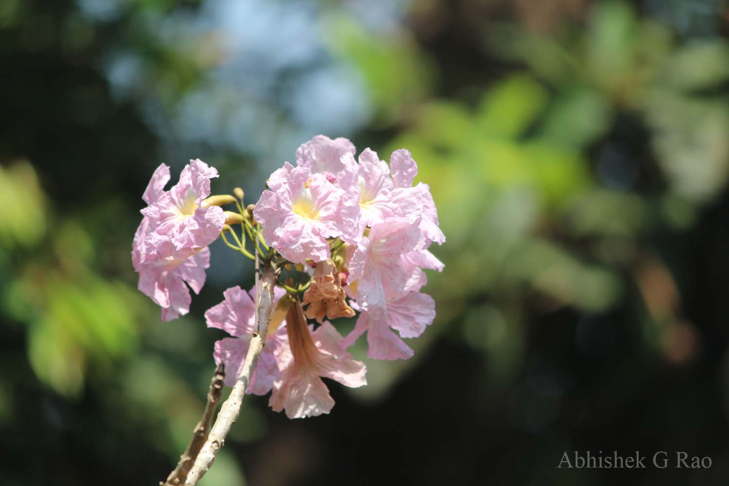 India Flora Online