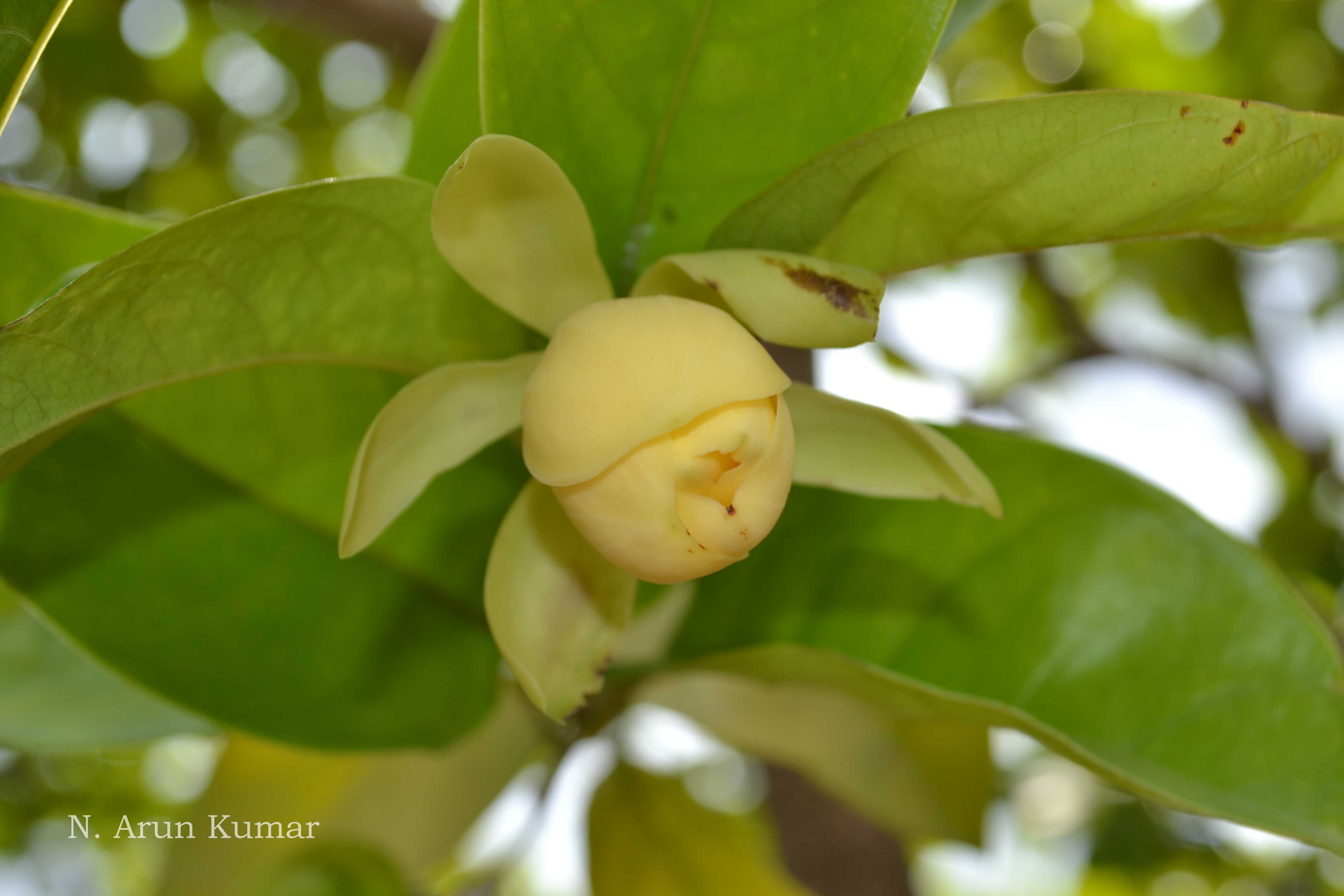 India Flora Online