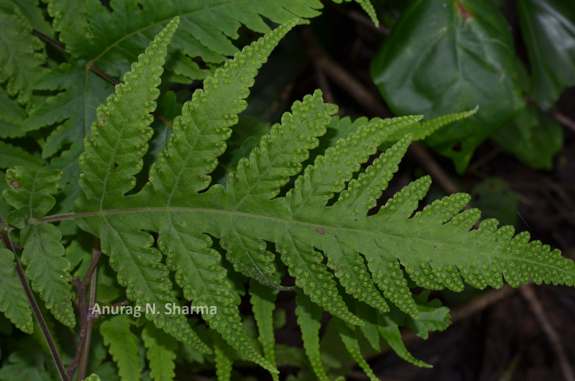 India Flora Online