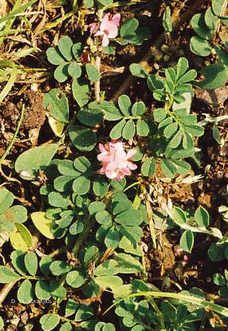 India Flora Online