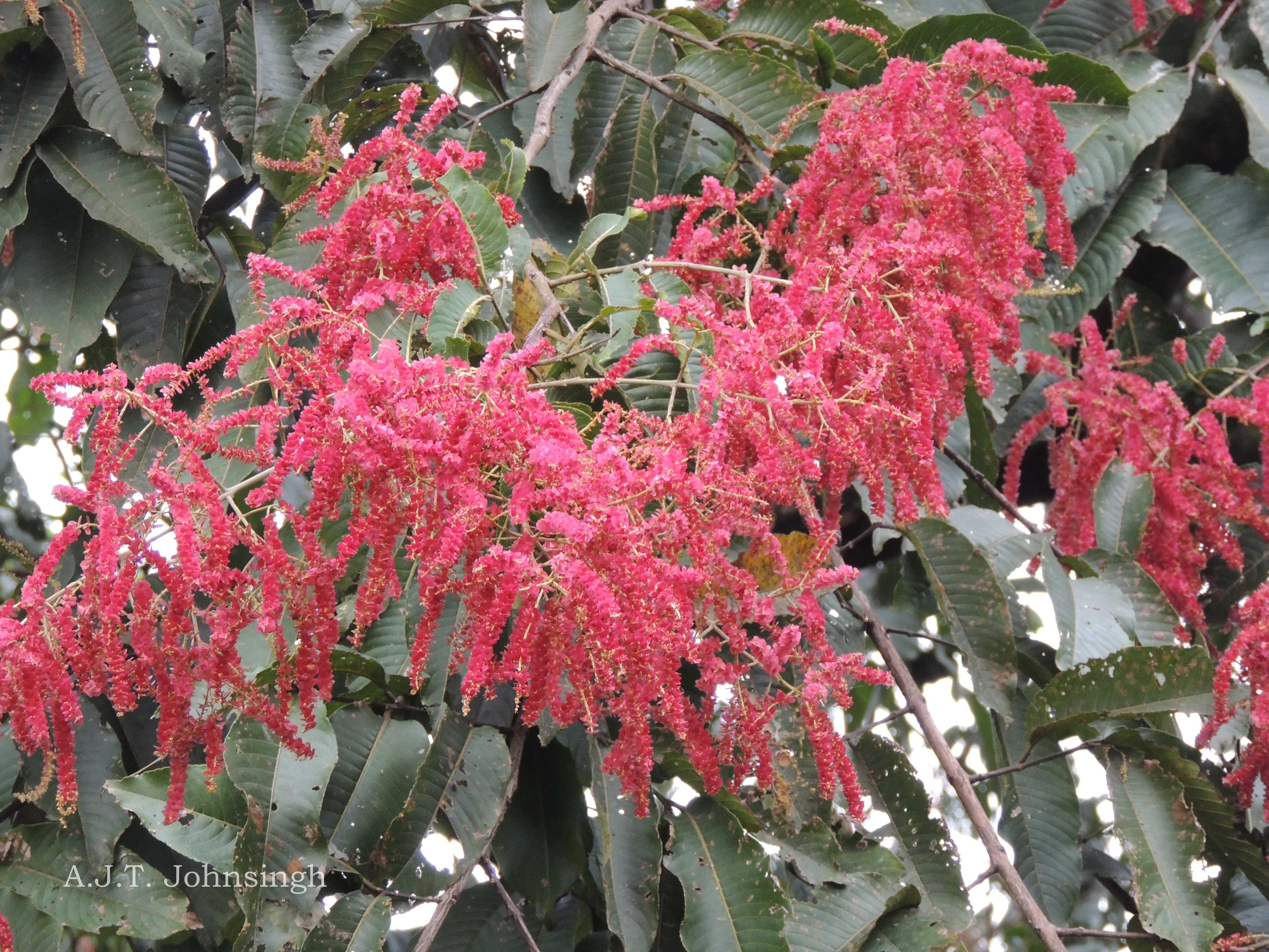 India Flora Online