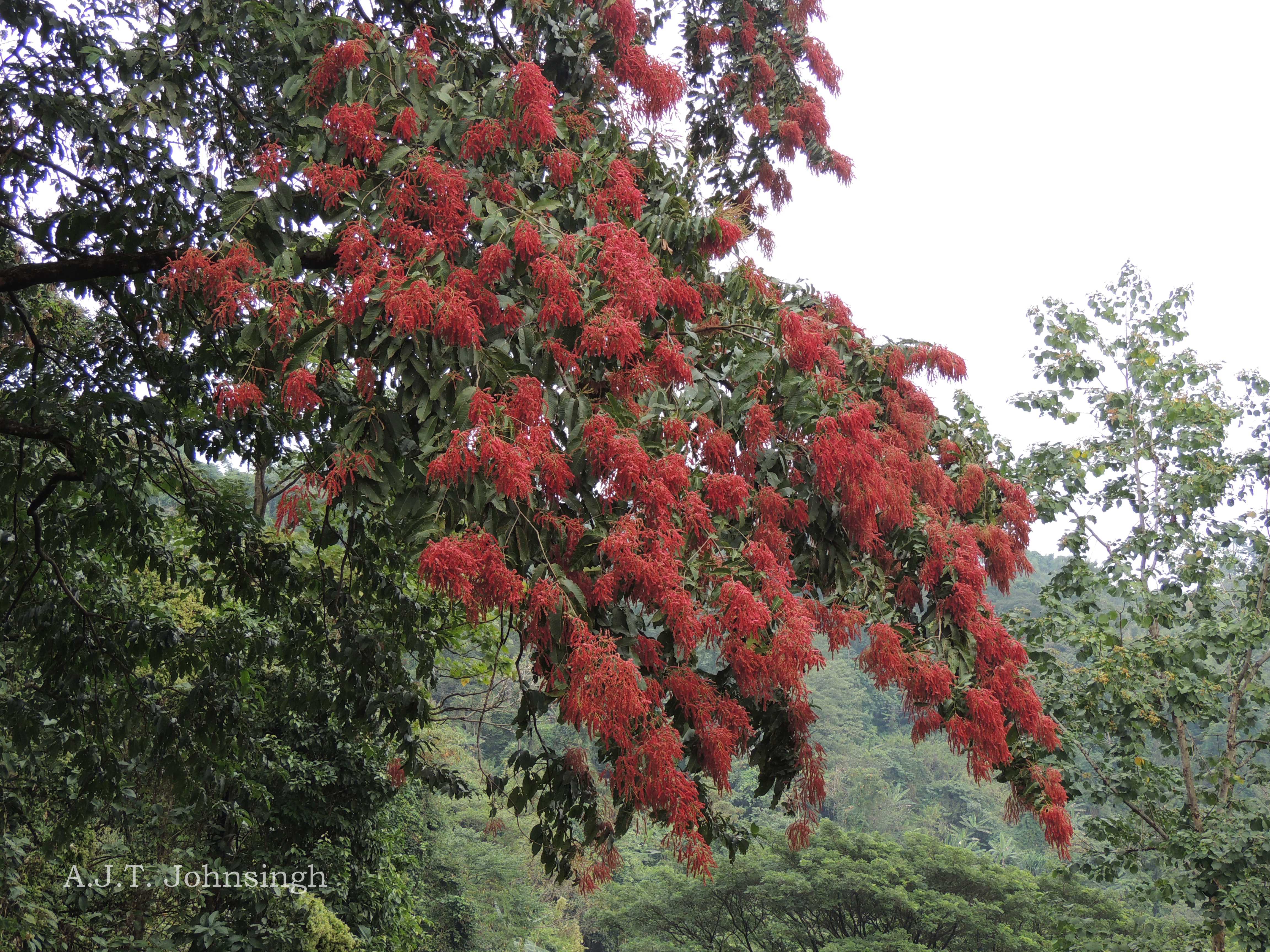 India Flora Online