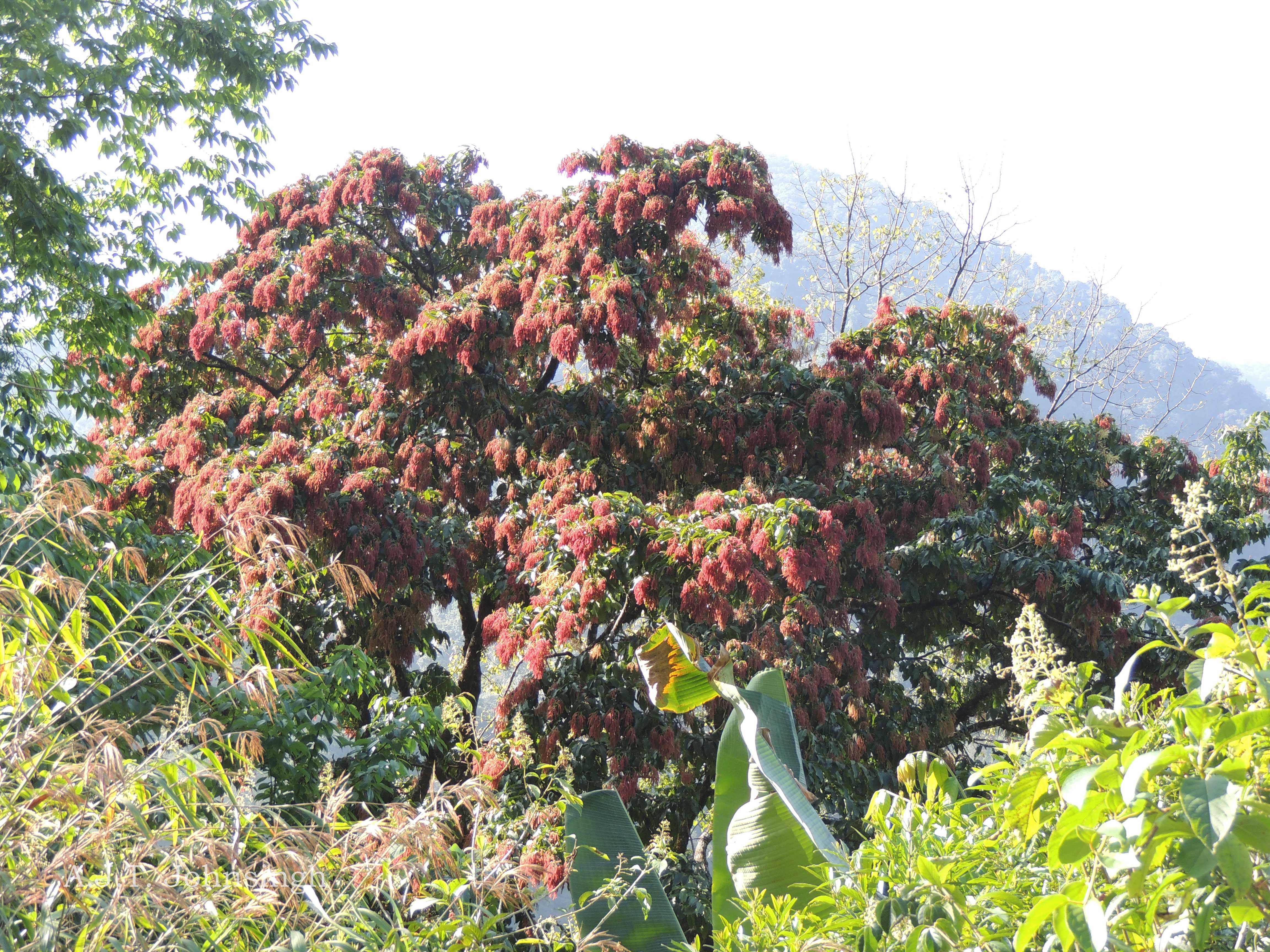 India Flora Online