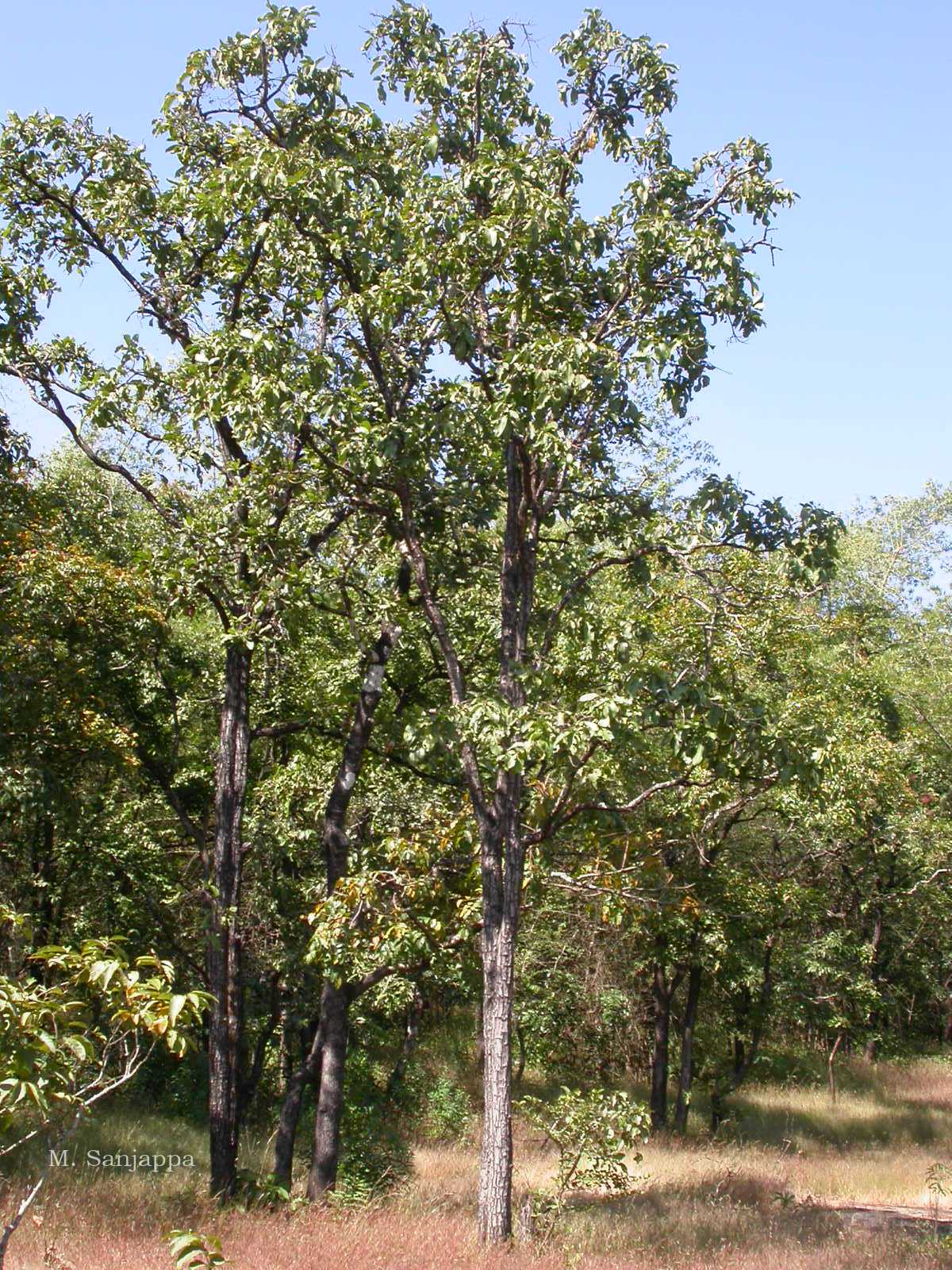 India Flora Online