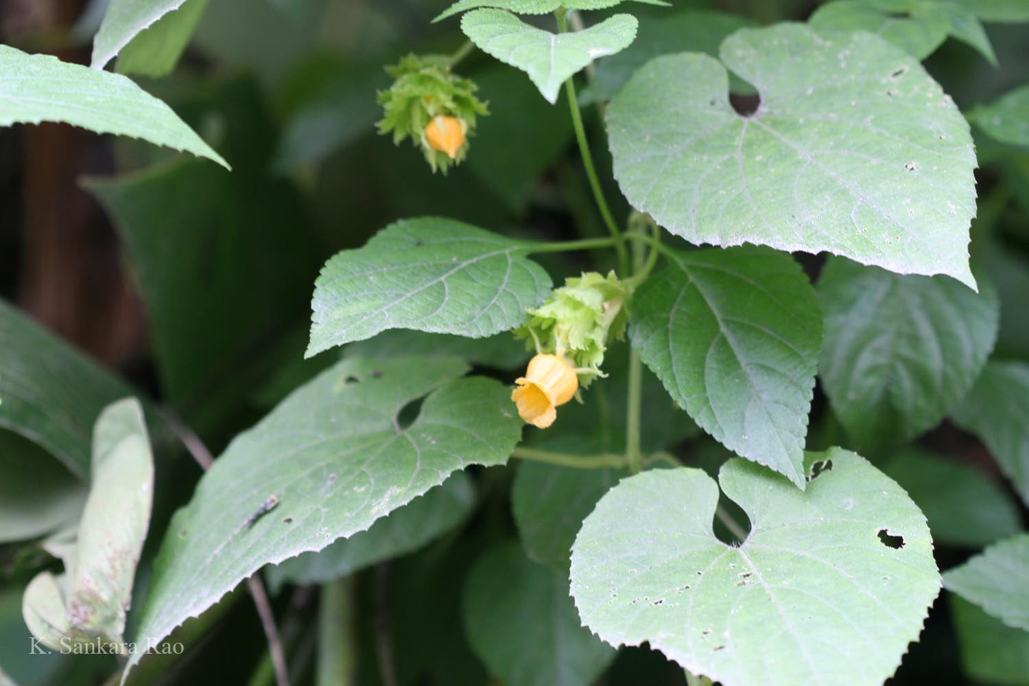 India Flora Online