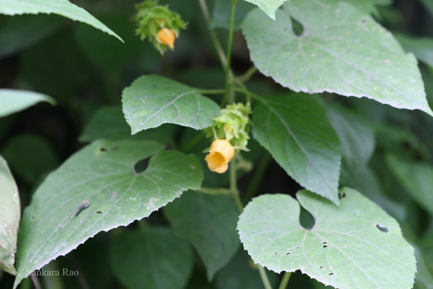 India Flora Online
