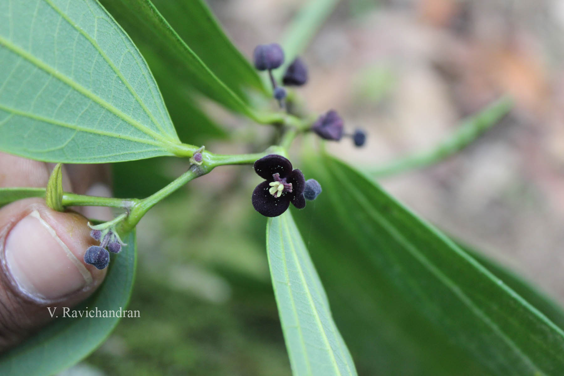 India Flora Online