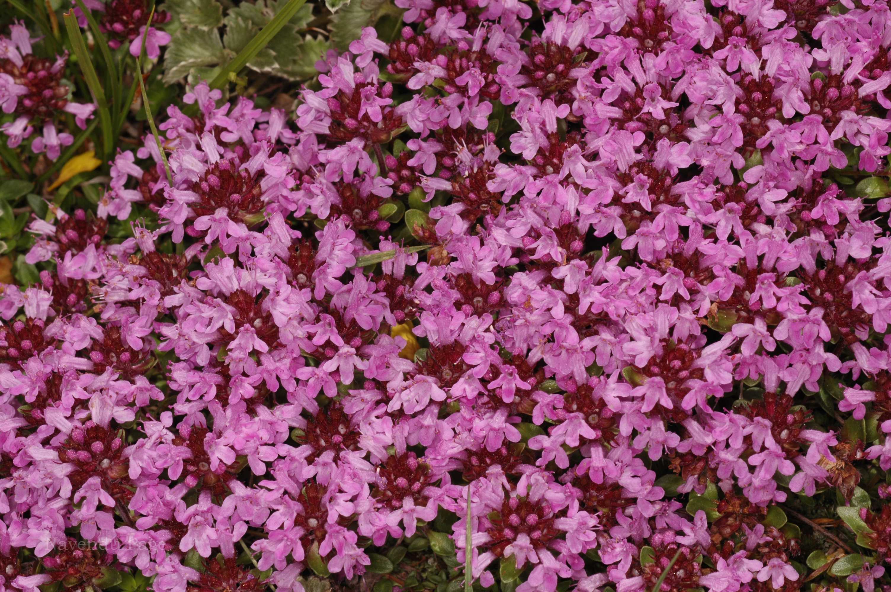 India Flora Online