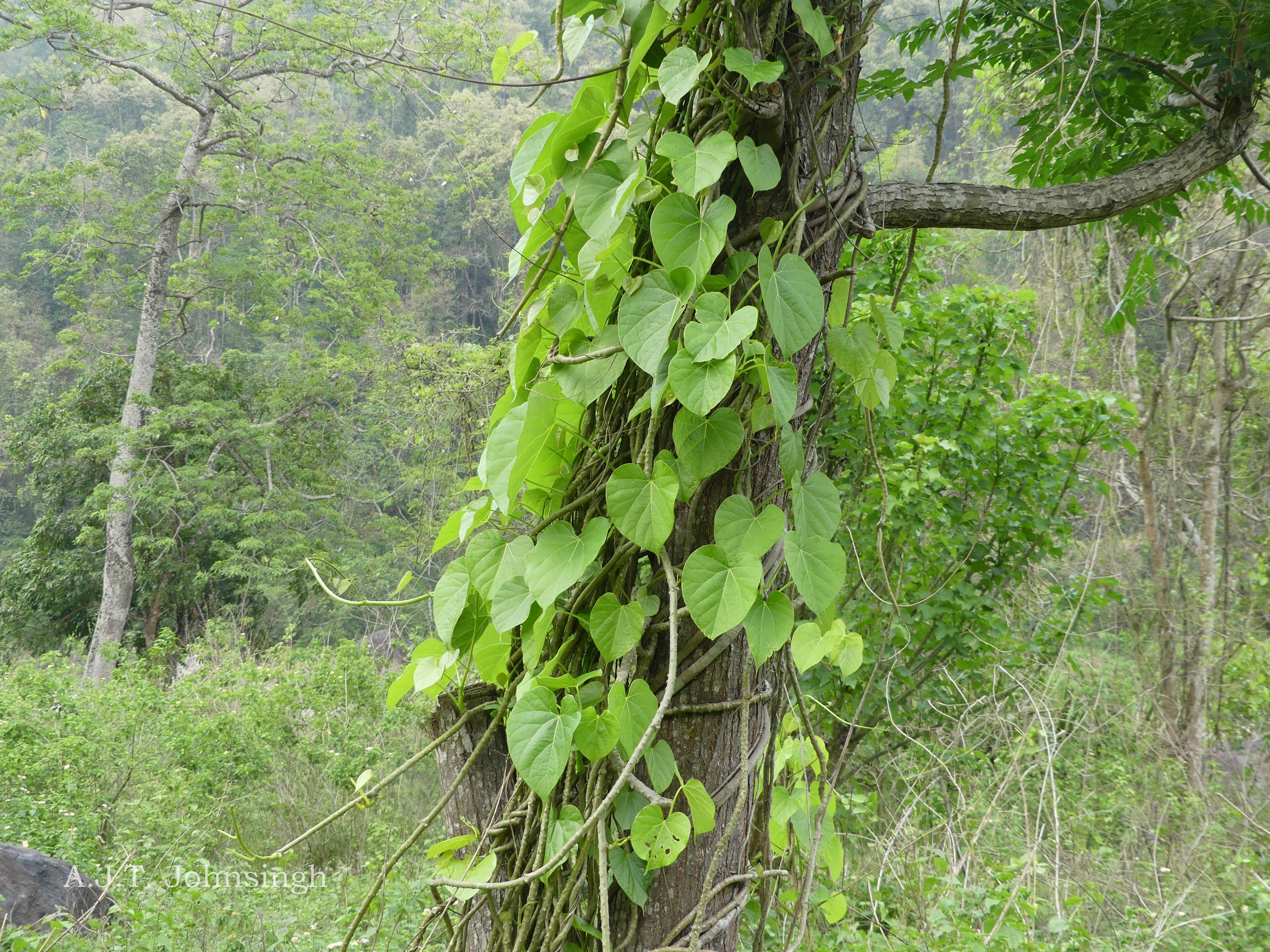 India Flora Online