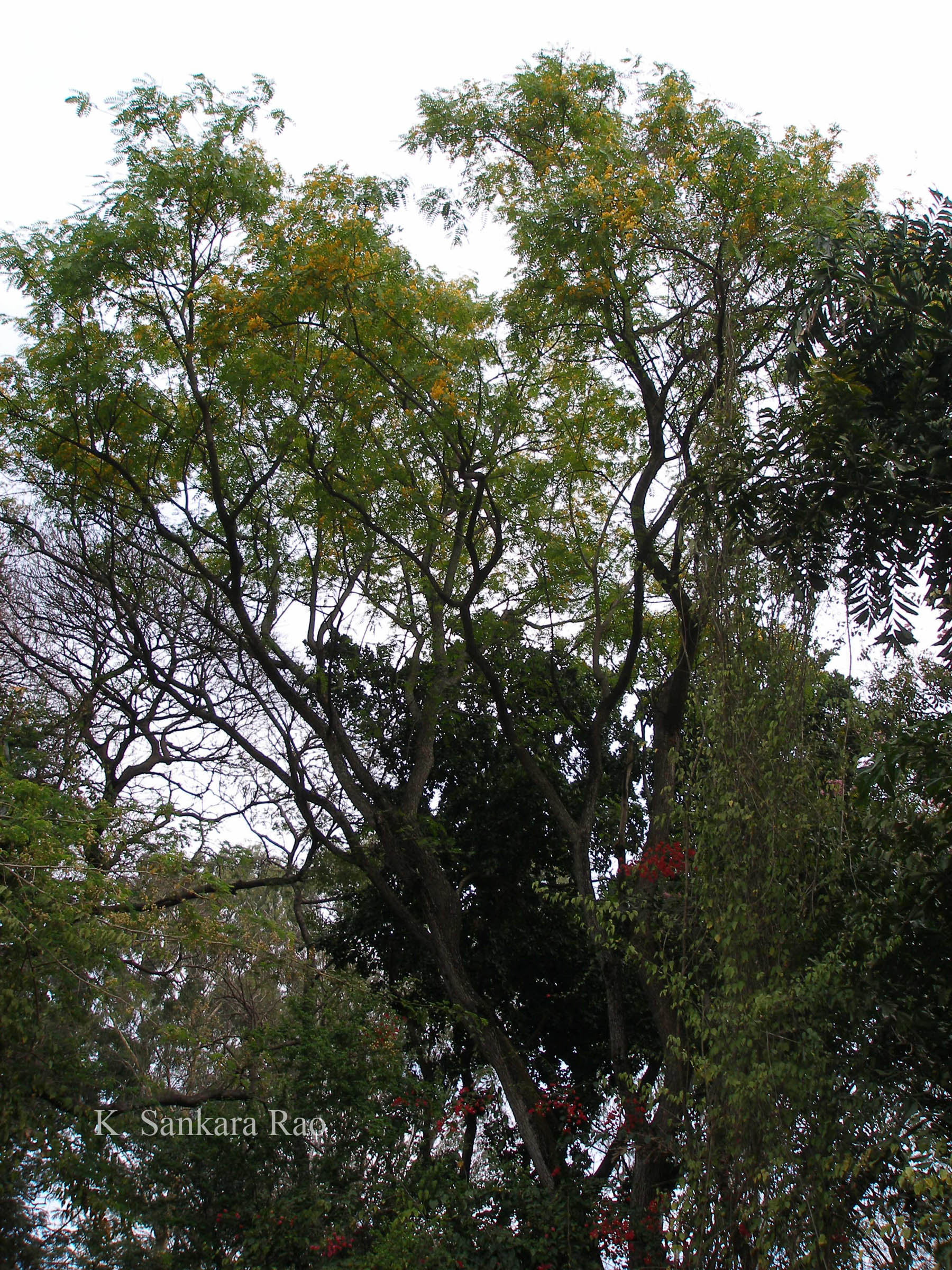 India Flora Online