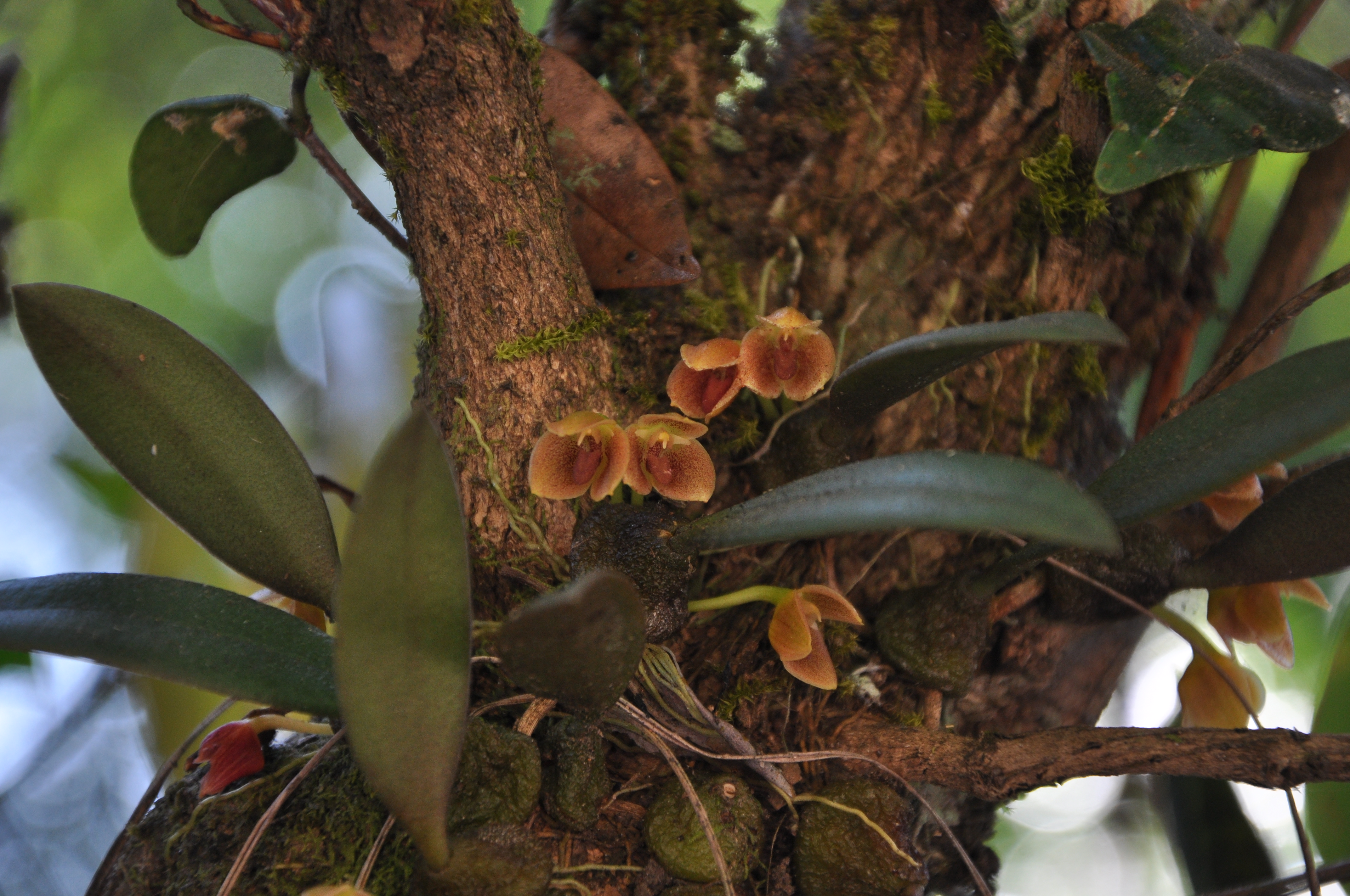 India Flora Online