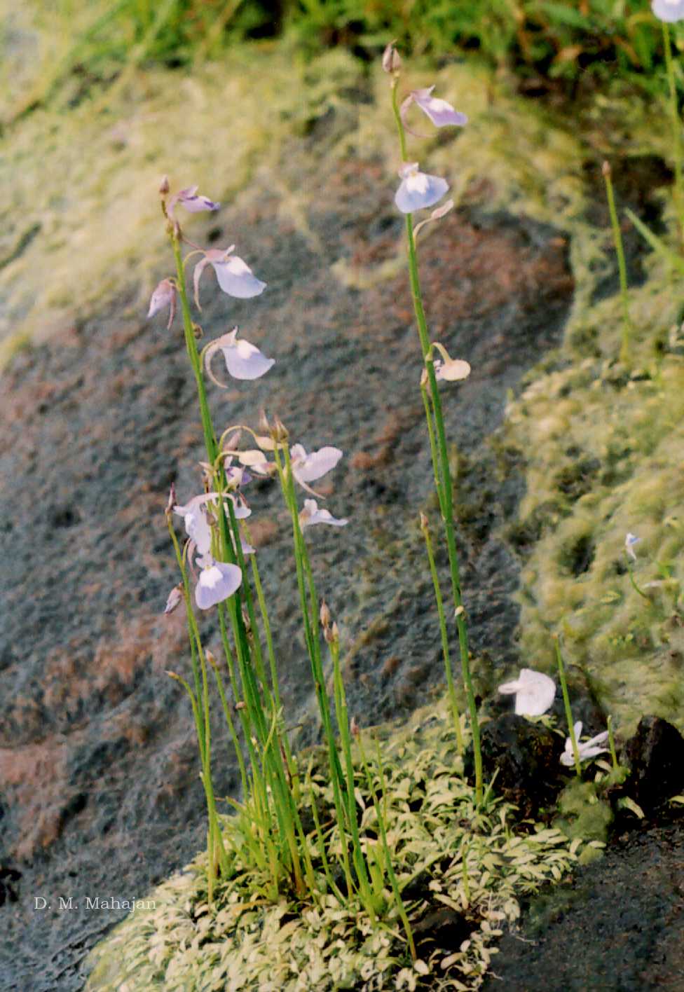 India Flora Online