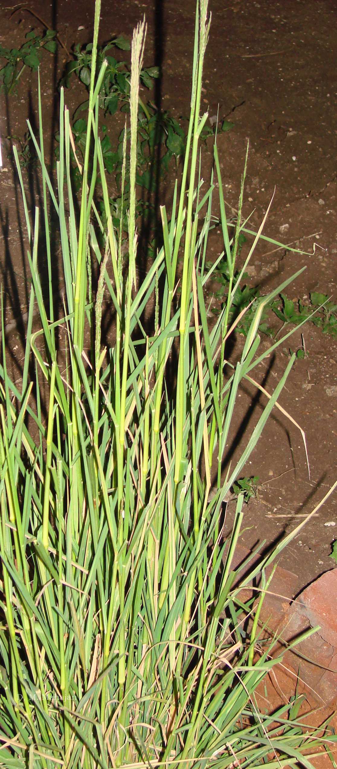 India Flora Online